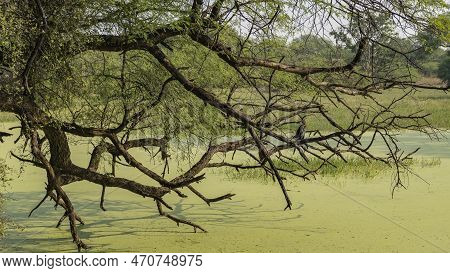 Surface Swamp Image & Photo (Free Trial) | Bigstock