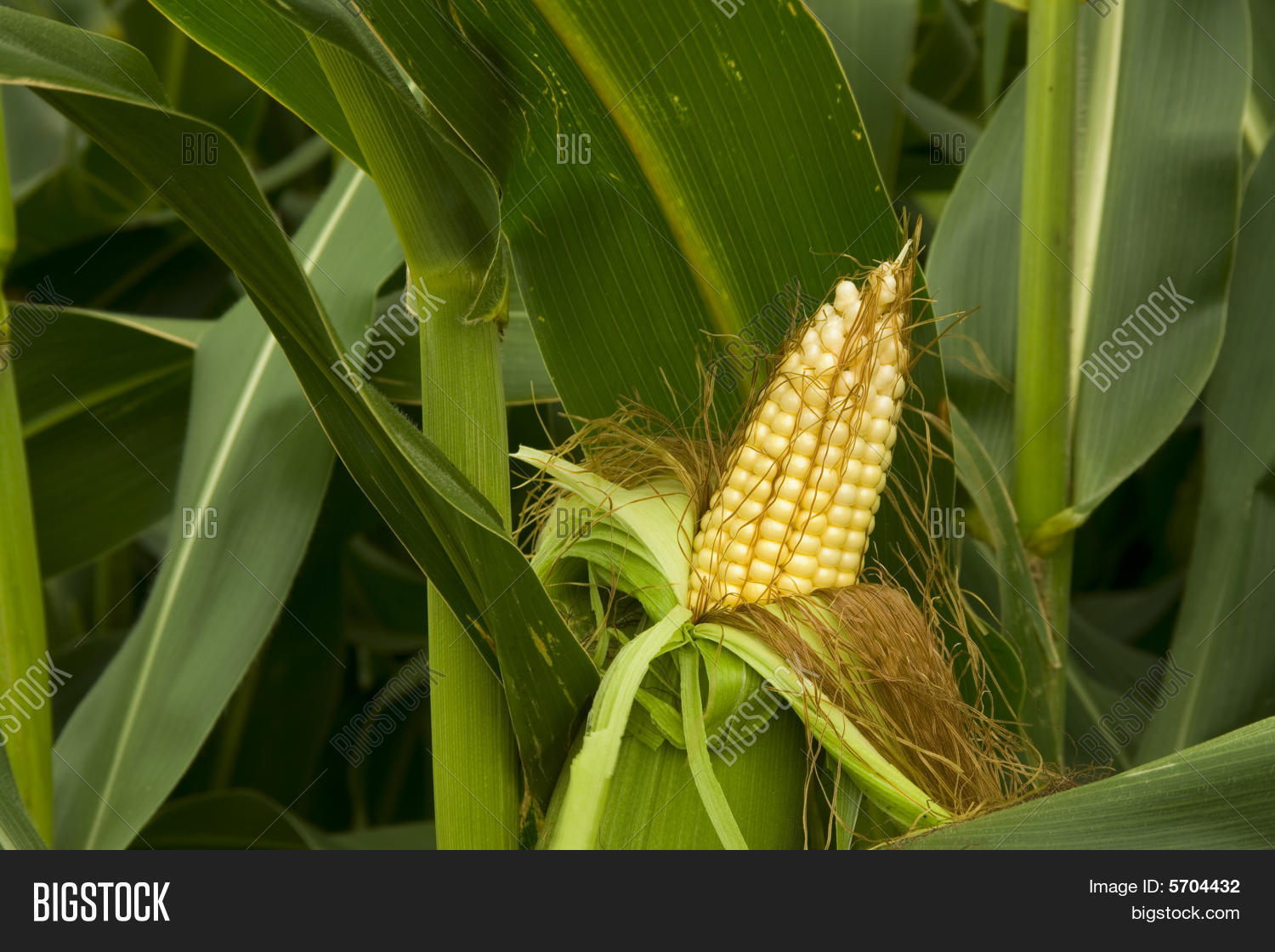 Corn Cob On Stalk Image & Photo (Free Trial) | Bigstock