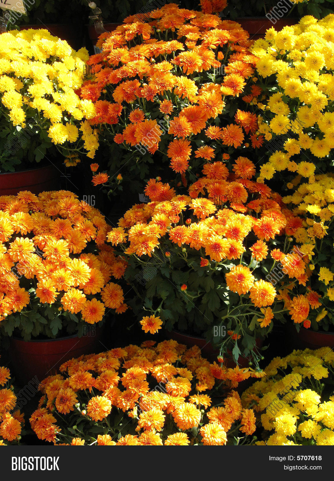 Orange Yellow Mums Image & Photo (Free Trial) | Bigstock