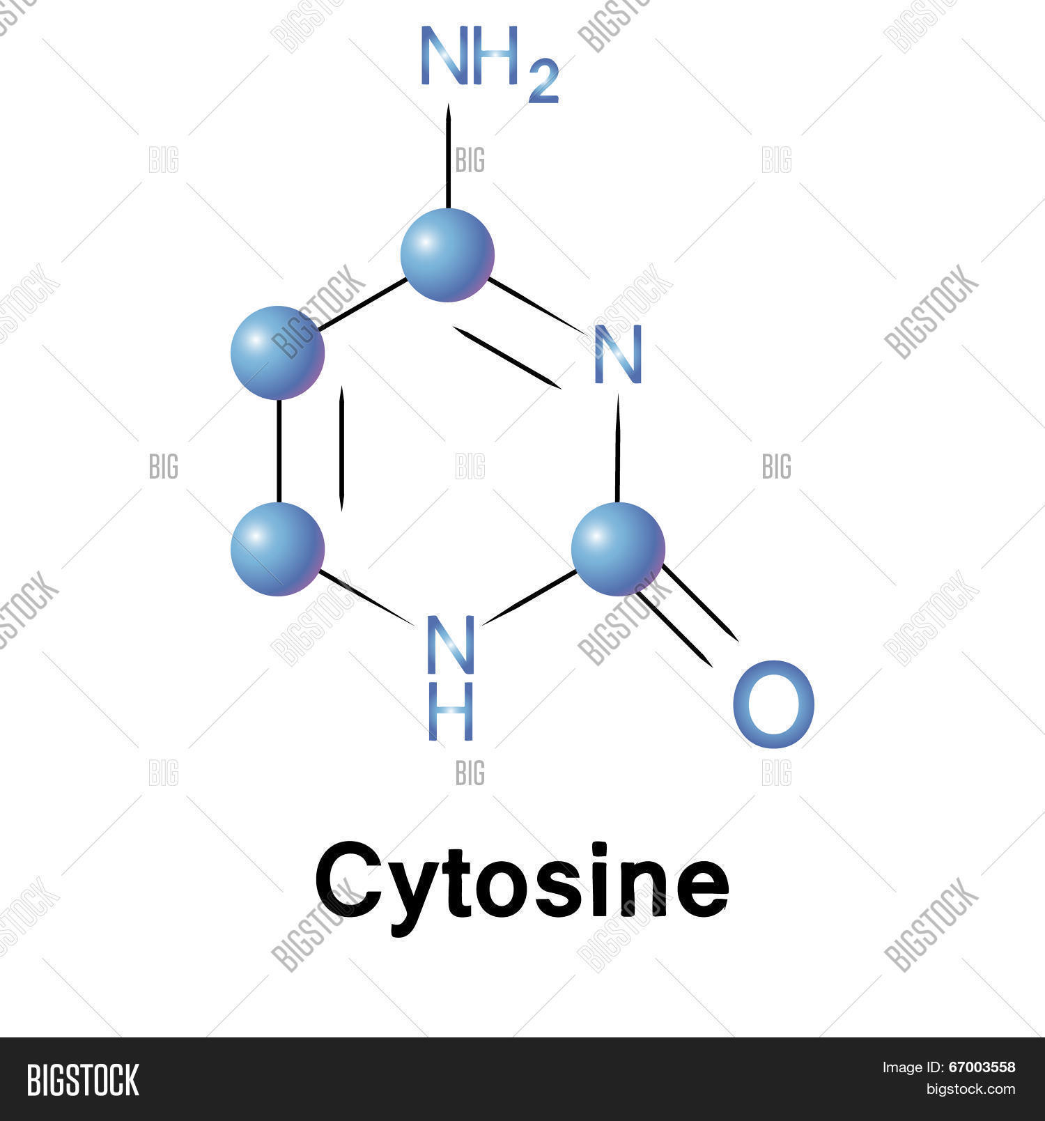 Cytosine Vector & Photo (Free Trial) | Bigstock