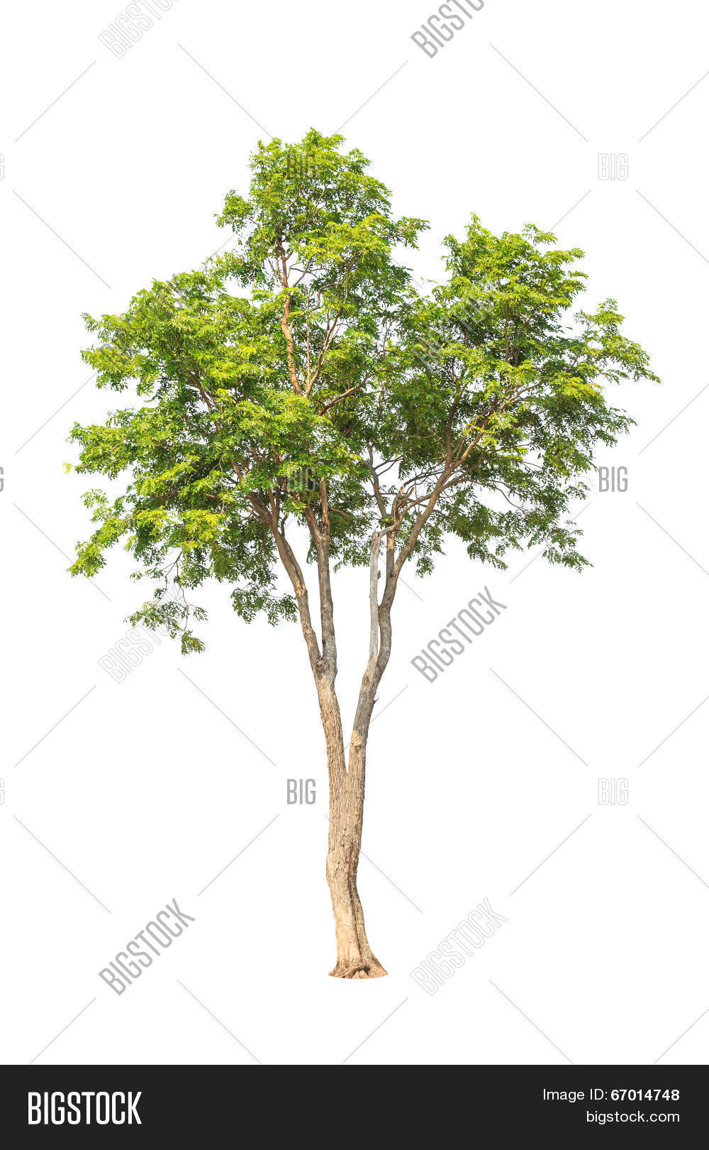 Pterocarpus Indicus Image & Photo (Free Trial) | Bigstock