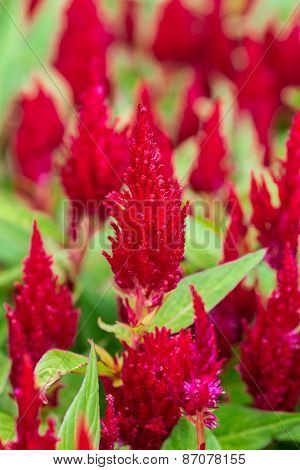 Plumed Variety Garden Image & Photo (Free Trial) | Bigstock