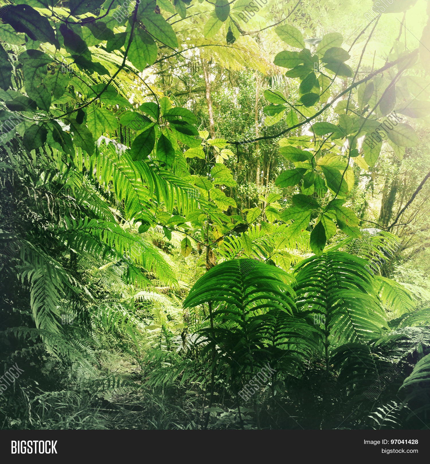 Lush Green Foliage Image & Photo (Free Trial) | Bigstock
