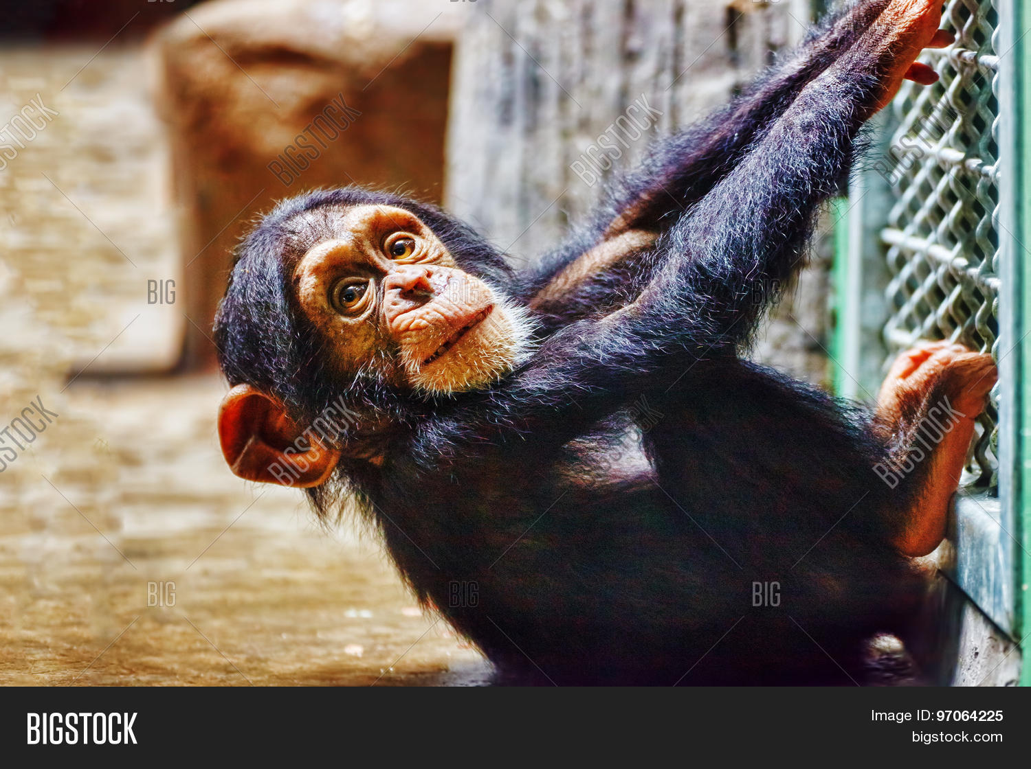 Baby Chimpanzee Apes Image & Photo (Free Trial) | Bigstock