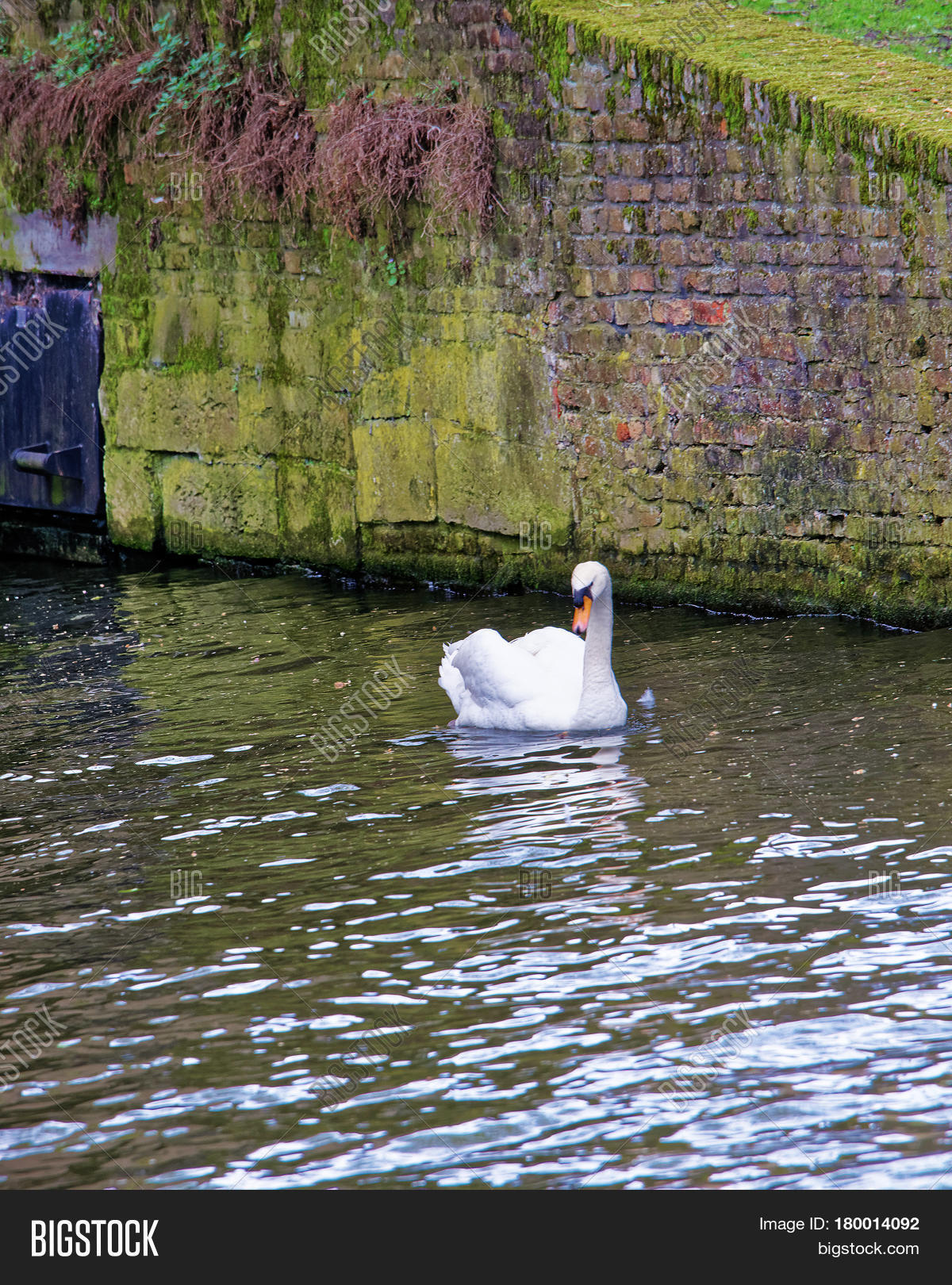 Swan Water Canal Image & Photo (Free Trial) | Bigstock