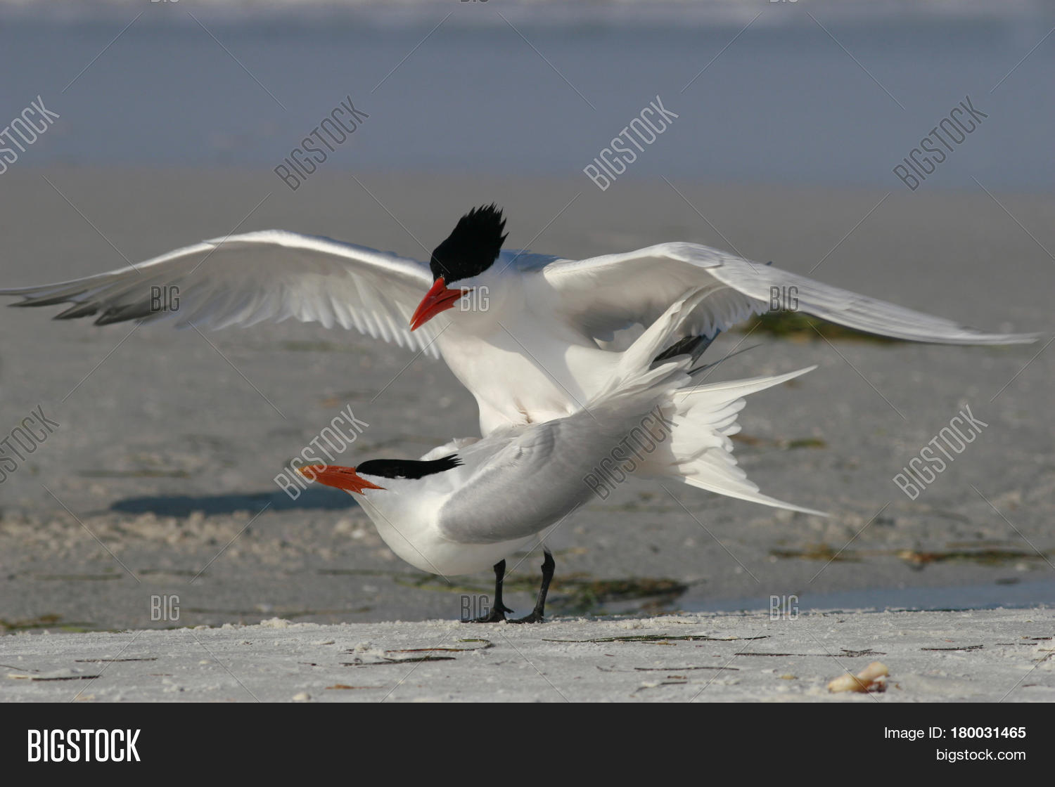 Two Royal Terns Mating Image & Photo (Free Trial) | Bigstock