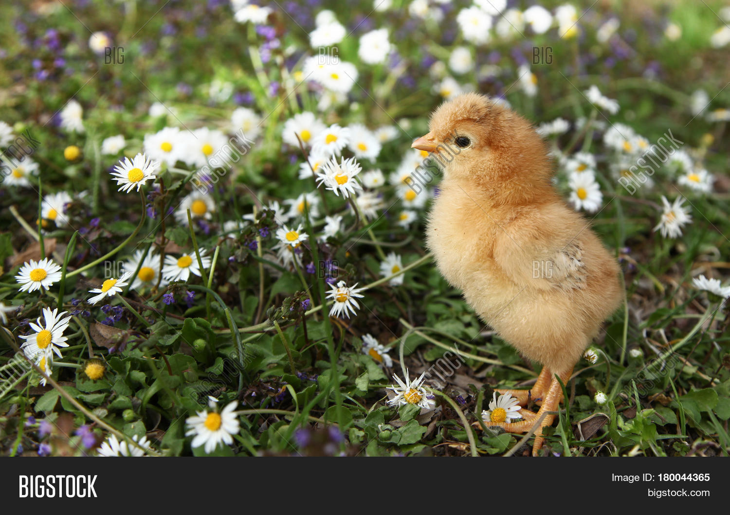 Cute Chick Colorful Image & Photo (Free Trial) | Bigstock