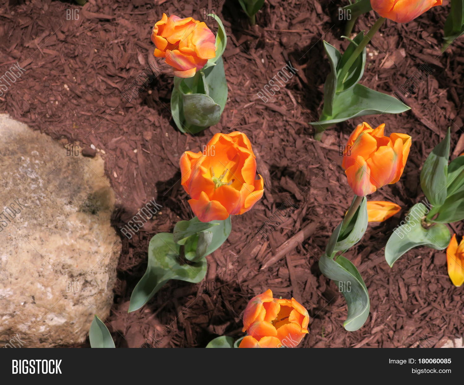 Versatile Use Tulips Image & Photo (Free Trial) | Bigstock