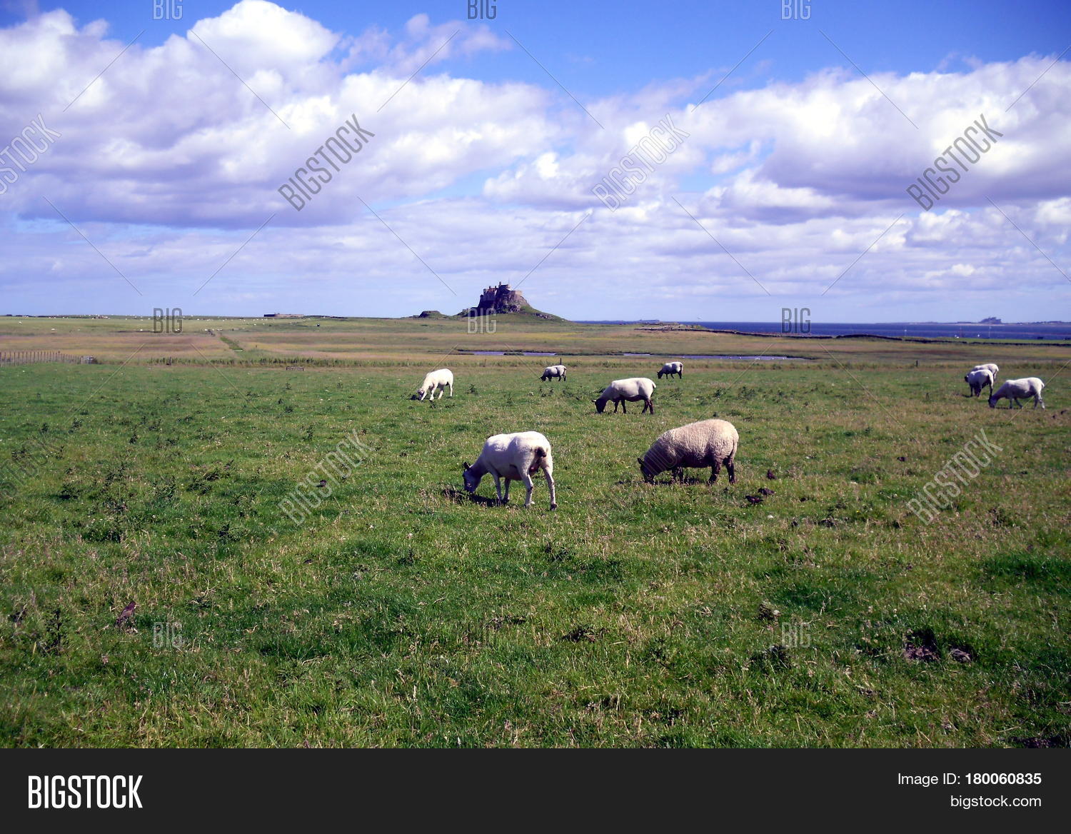 Sheep Field Castle Image & Photo (Free Trial) | Bigstock