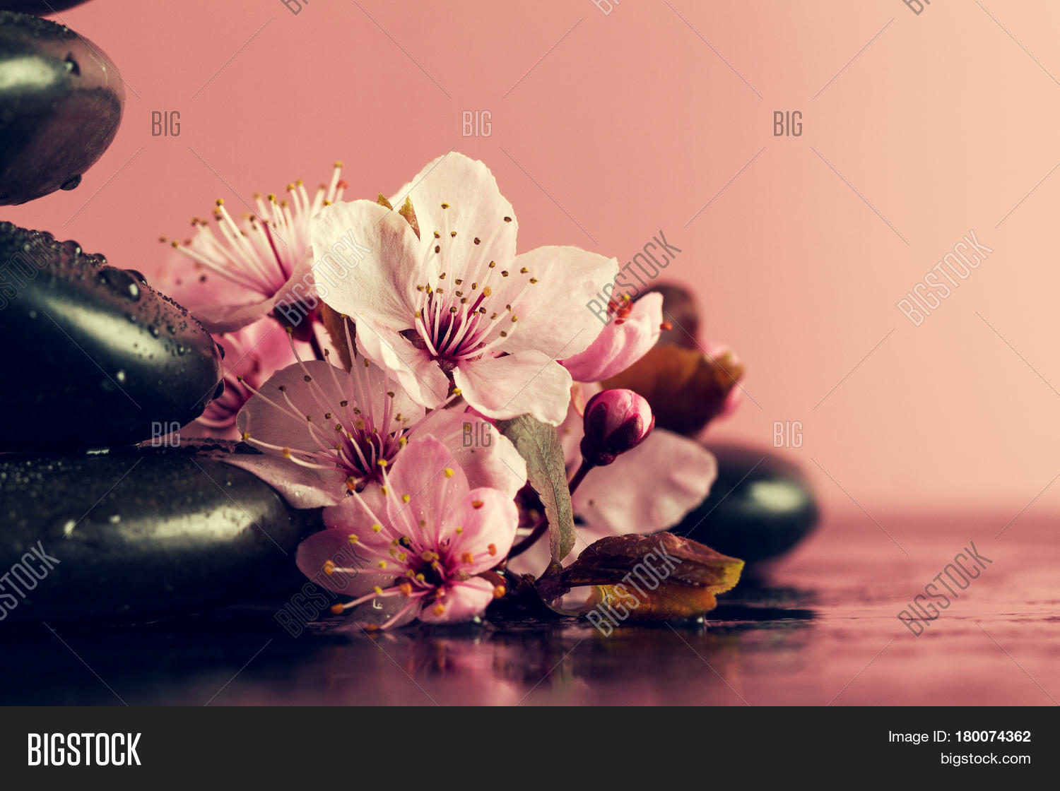 Beautiful Pink Spa Image & Photo (Free Trial) | Bigstock