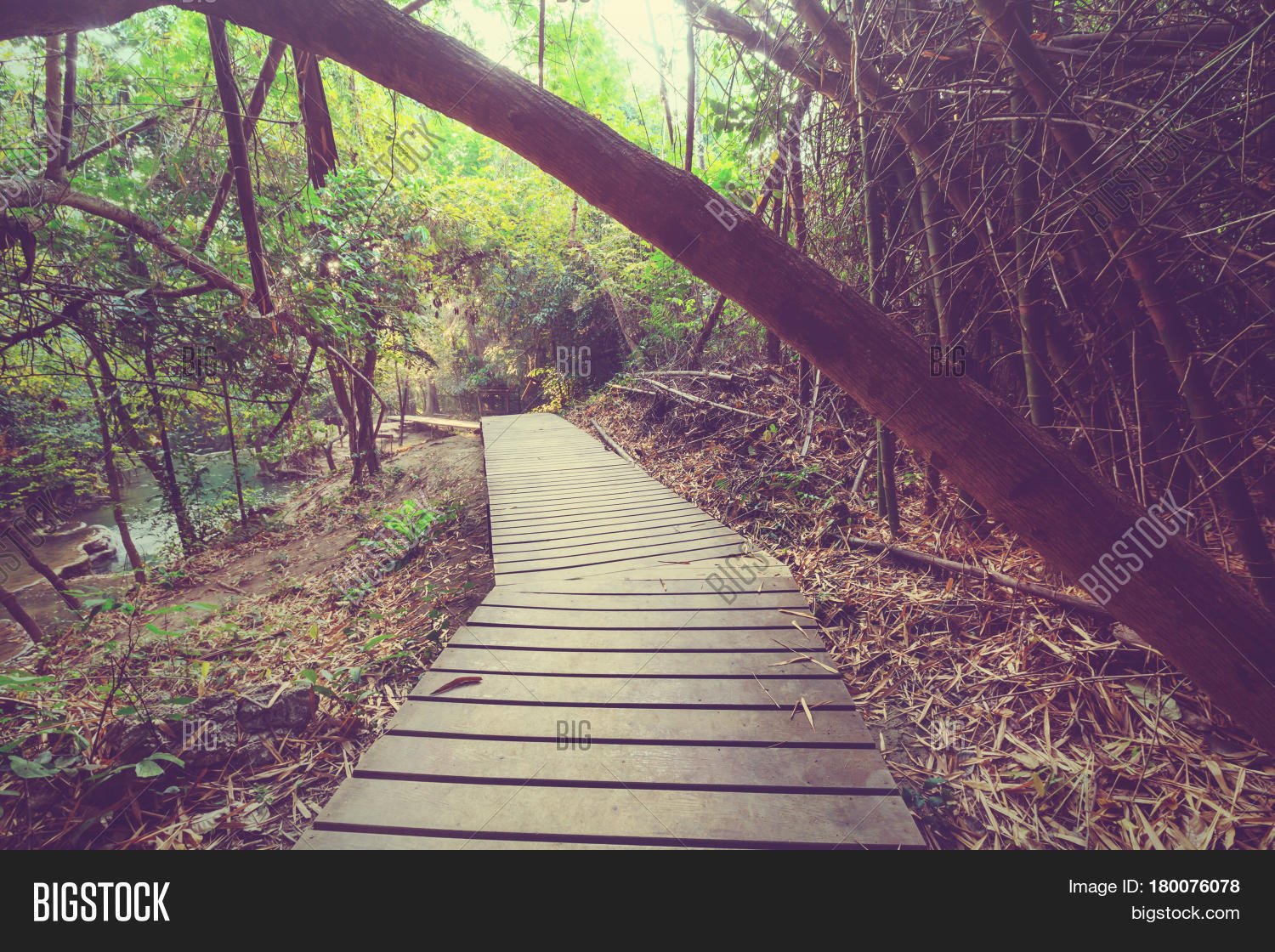Wooden Walkway Jungle Image & Photo (Free Trial) | Bigstock