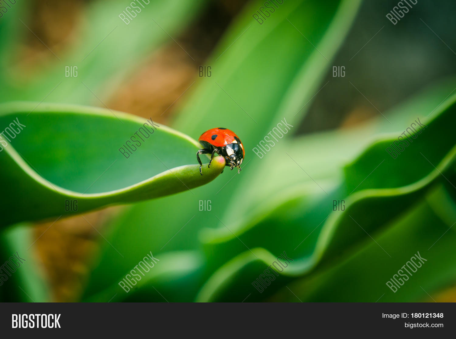 Side Wild Red Ladybug Image & Photo (Free Trial) | Bigstock