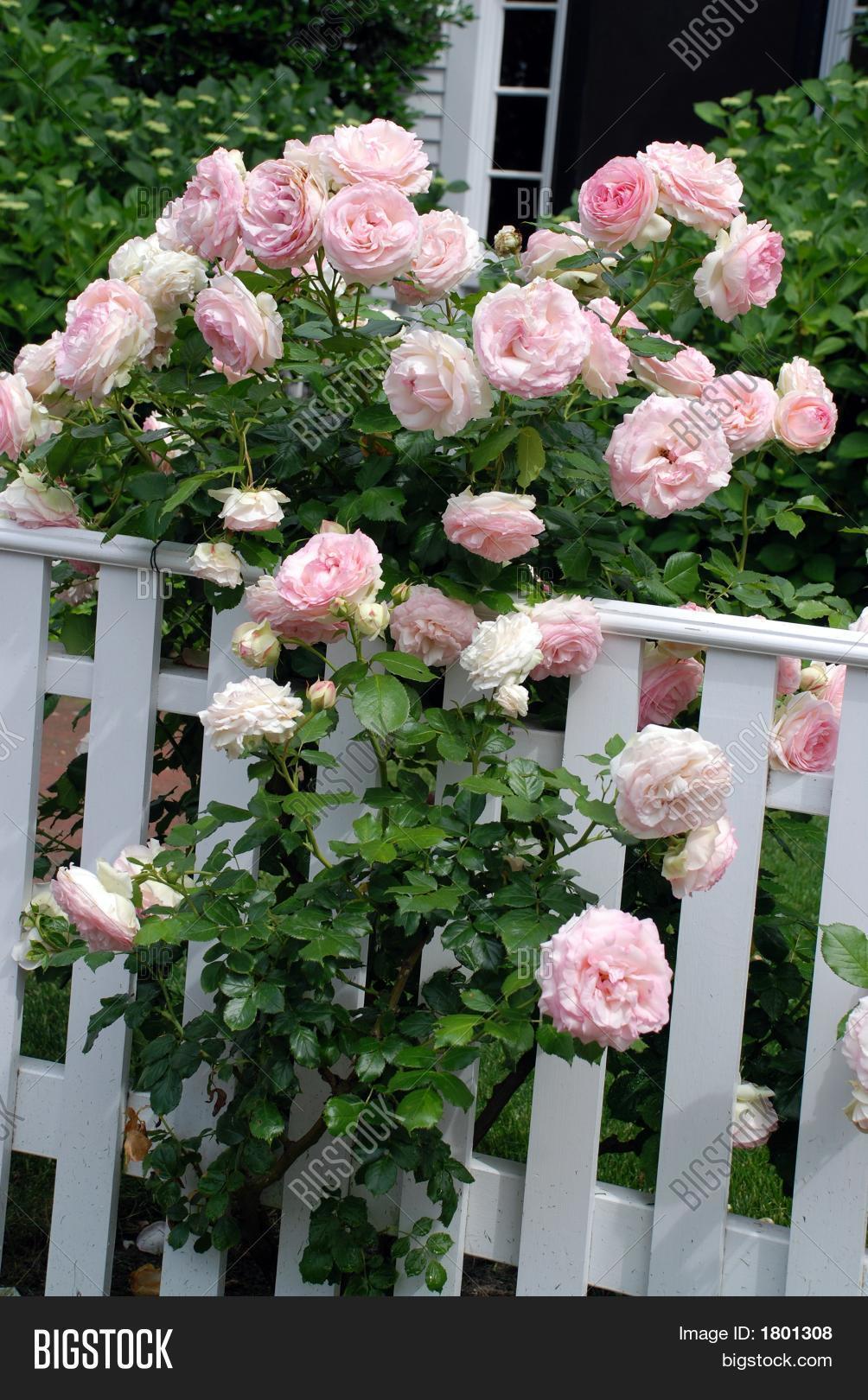 Pale Pink Roses Image & Photo (Free Trial) | Bigstock