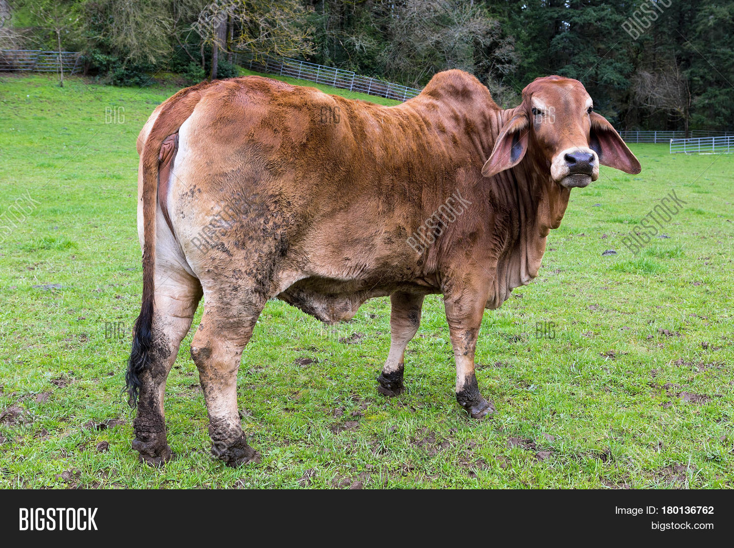 Brahman Cattle On Image & Photo (Free Trial) | Bigstock