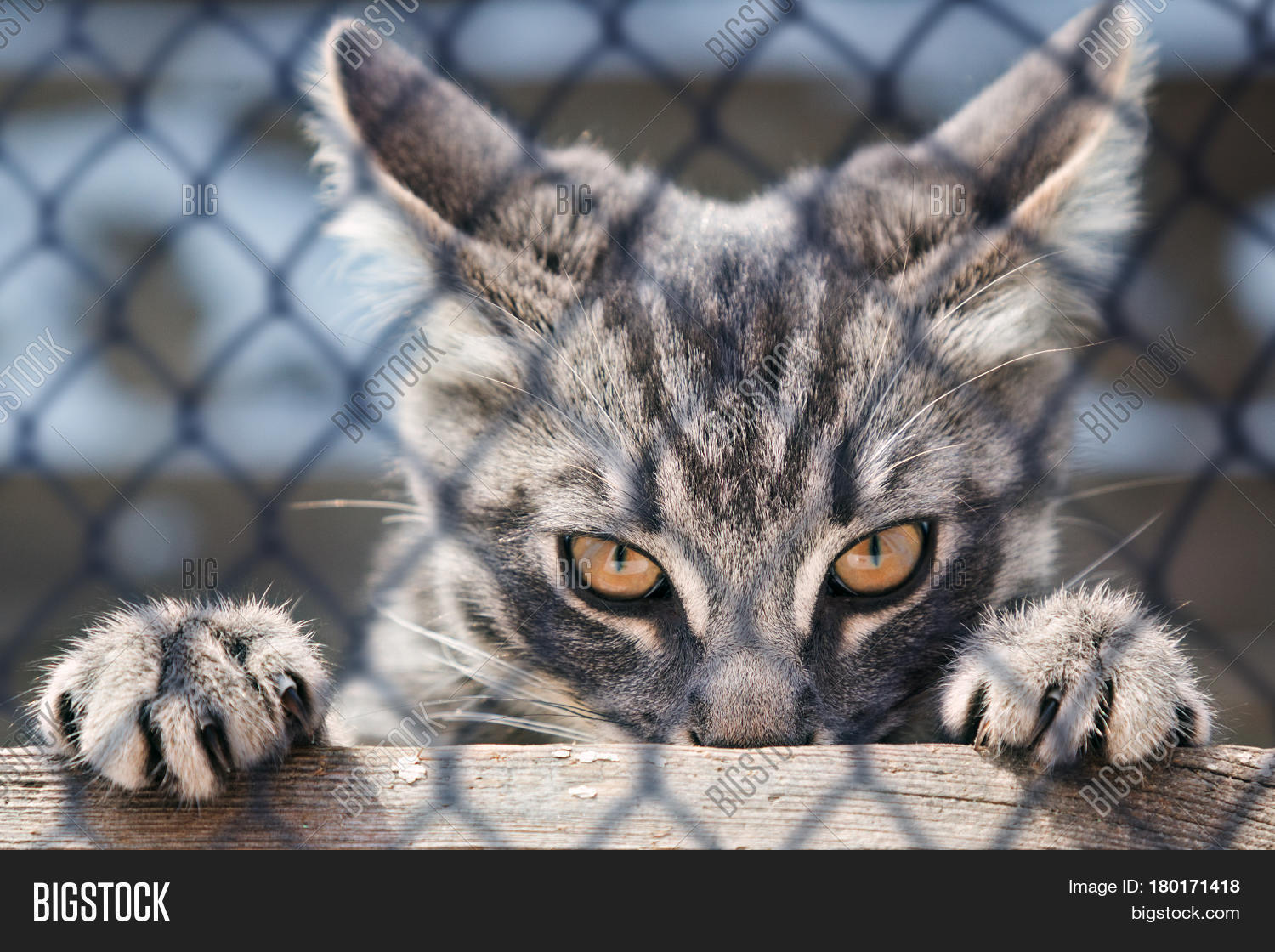 Offended Cat Guilty Image & Photo (Free Trial) | Bigstock