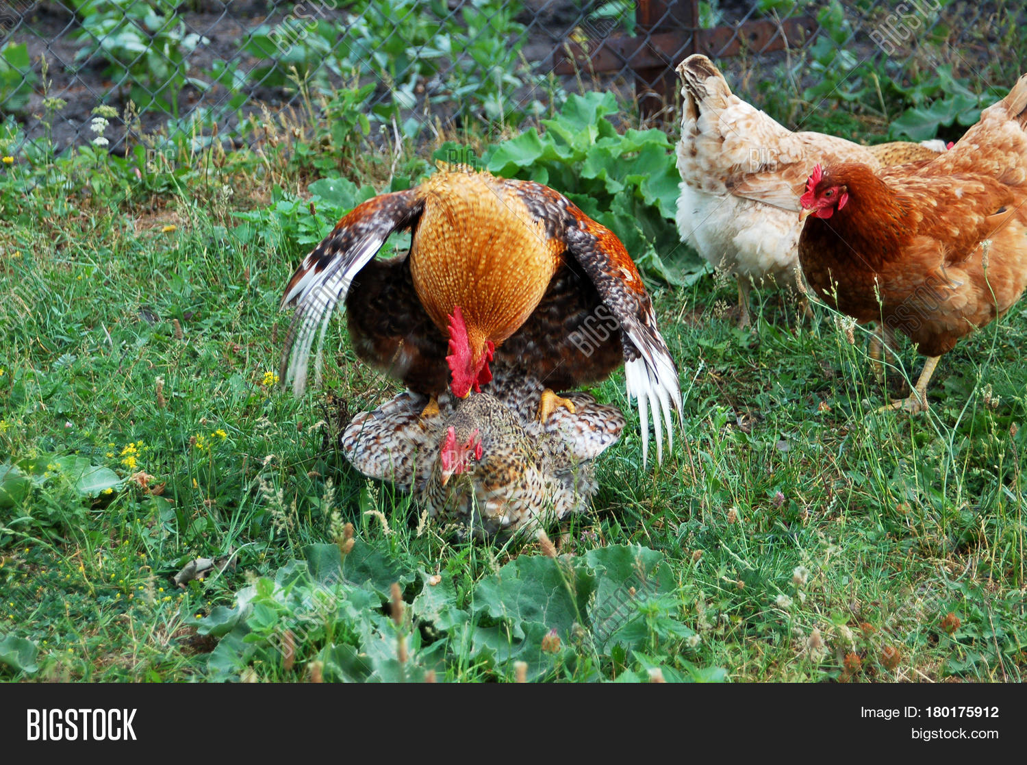 Beautiful Rooster Hen Image & Photo (Free Trial) | Bigstock