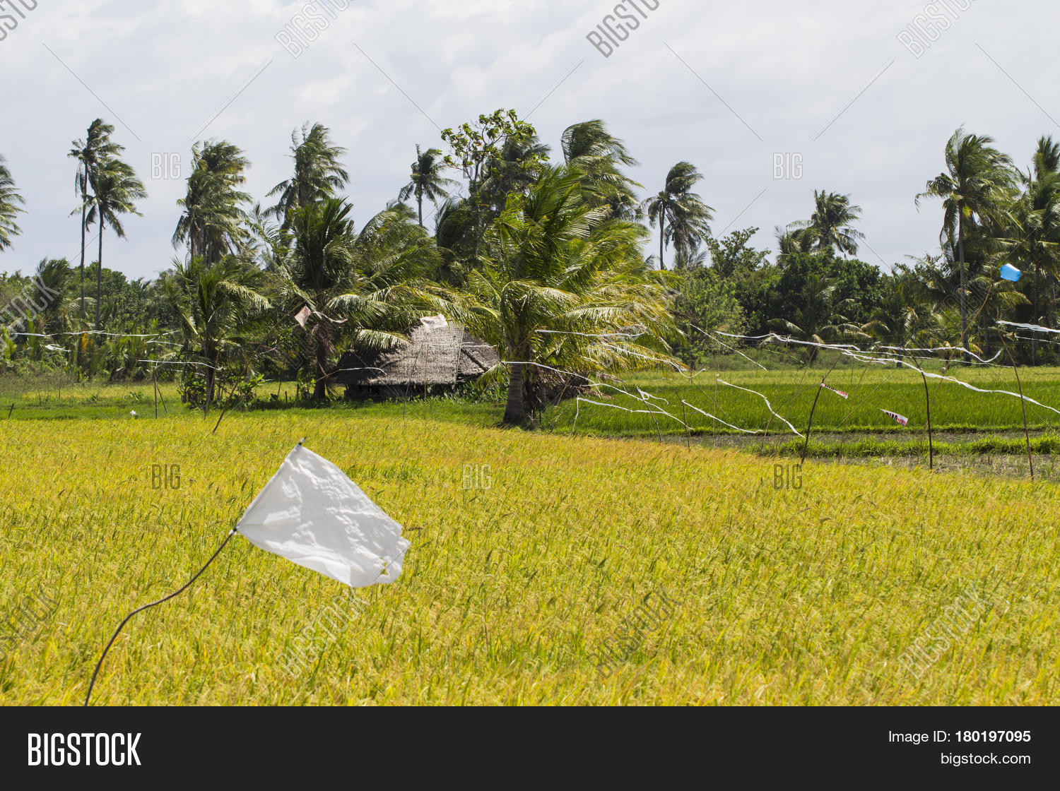 Rice Fields White Flag Image & Photo (Free Trial) | Bigstock