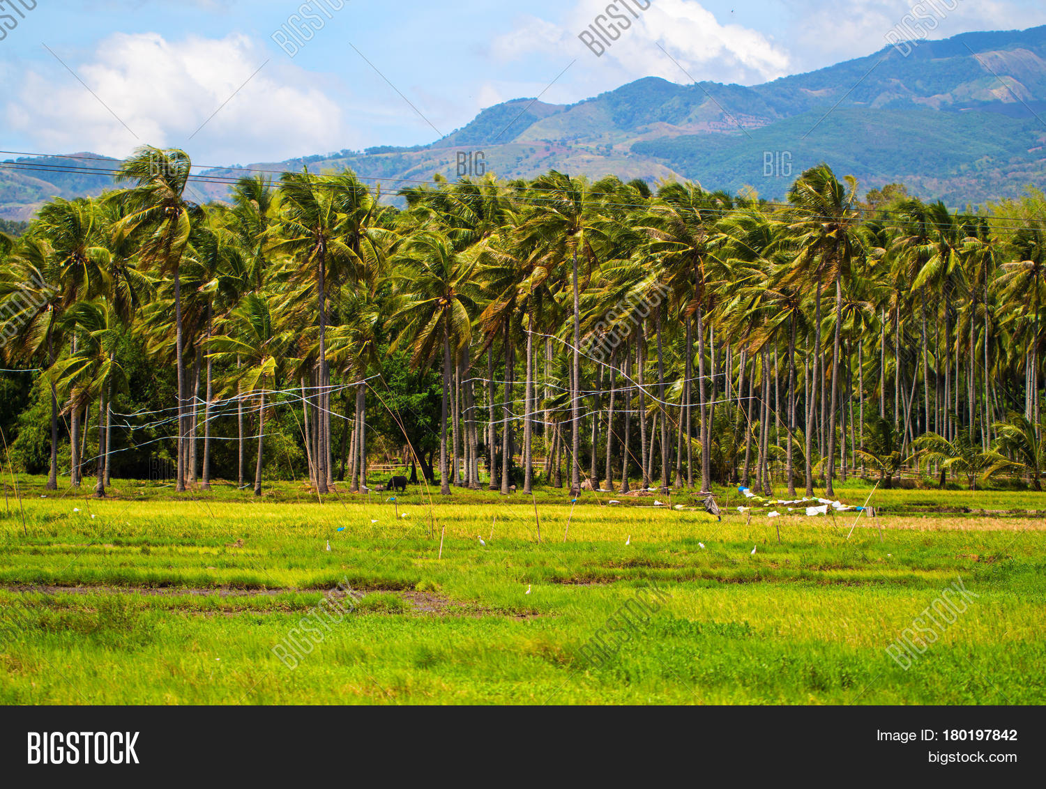 Sunny Rice Fields Palm Image & Photo (Free Trial) | Bigstock