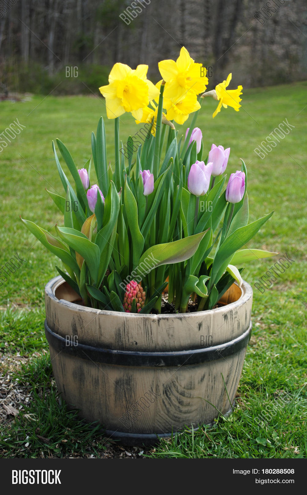 Spring Flowers Planted Image & Photo (Free Trial) | Bigstock