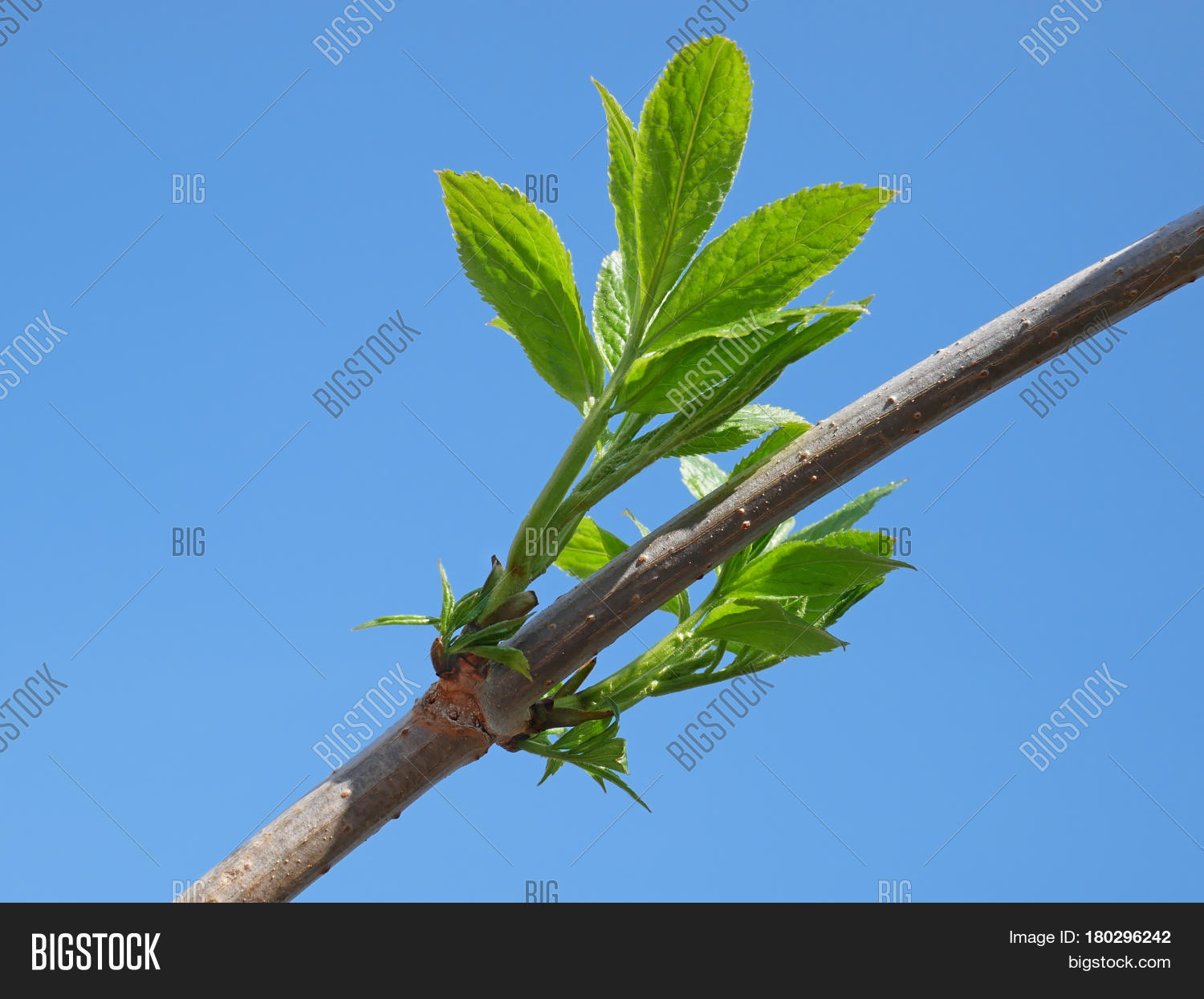 Elder Branch Image & Photo (Free Trial) | Bigstock