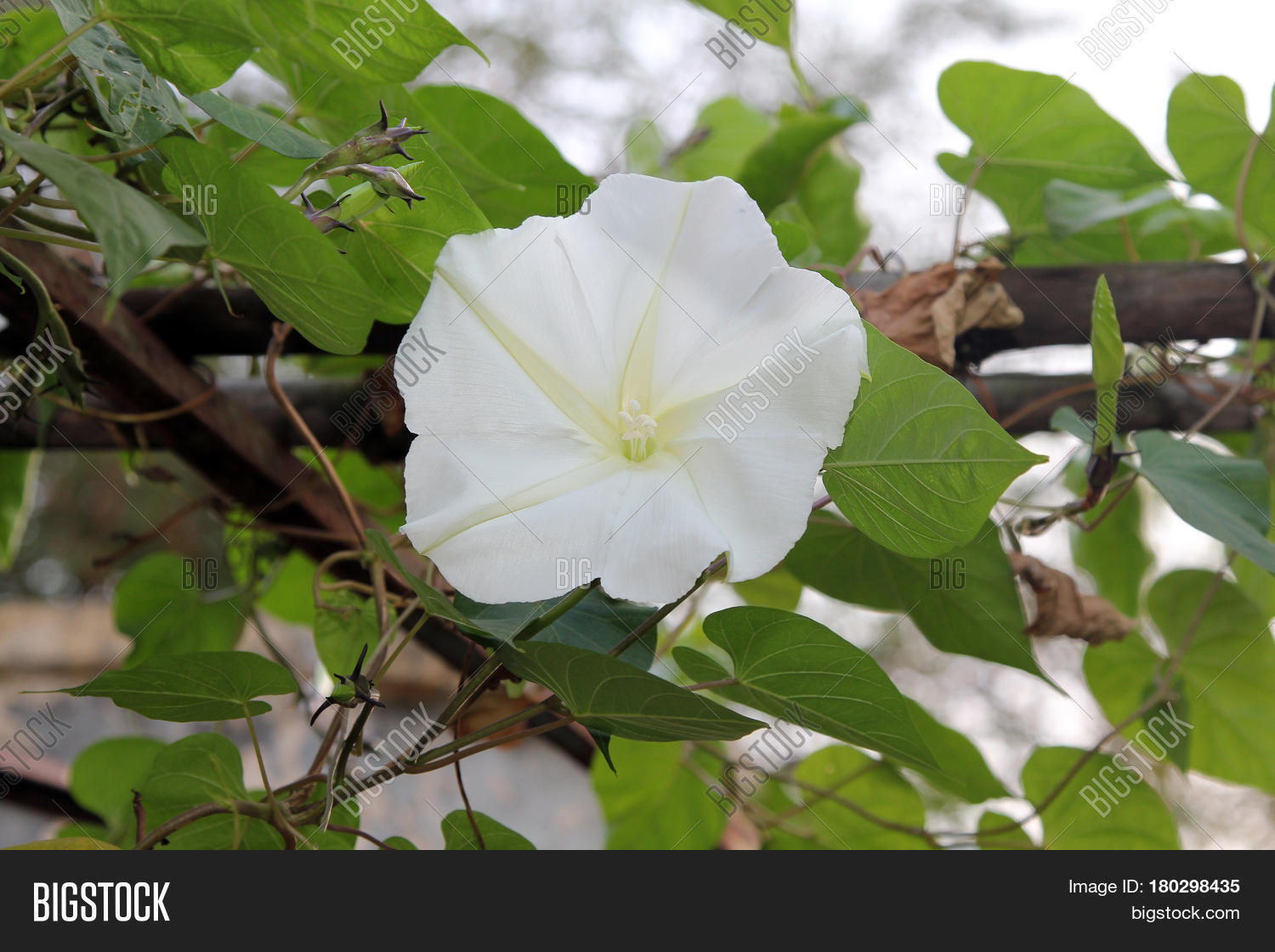 Moonflower (Ipomoea Image & Photo (Free Trial) | Bigstock