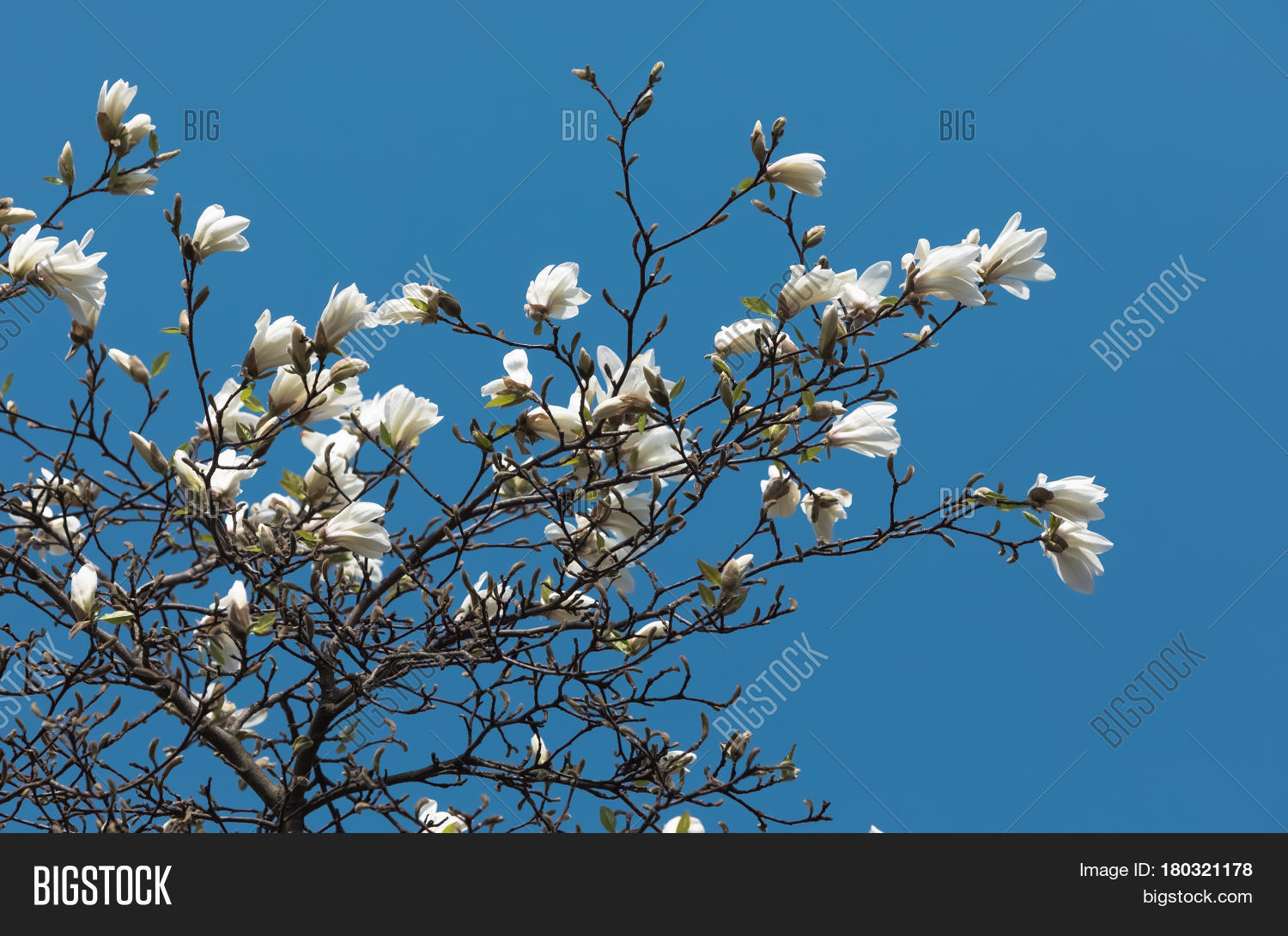 White Magnolia Flowers Image & Photo (Free Trial) | Bigstock