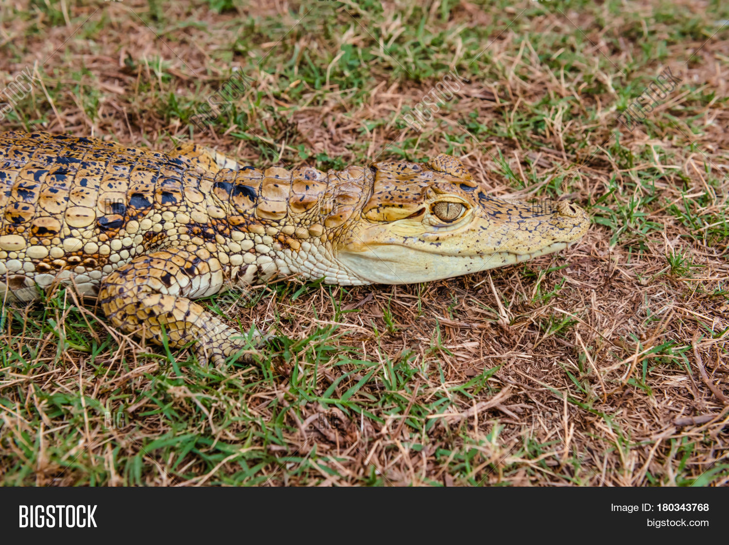 Baby Alligator Cayman Image & Photo (Free Trial) | Bigstock