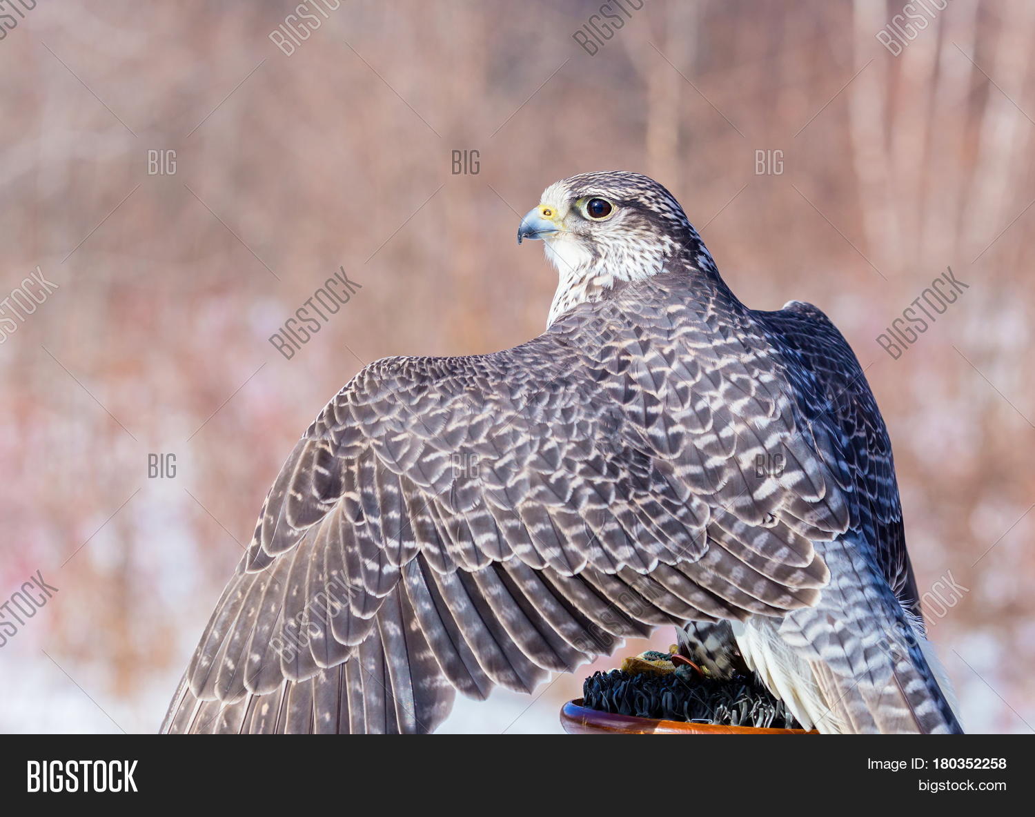 Gyrfalcon, Spelled Image & Photo (Free Trial) | Bigstock