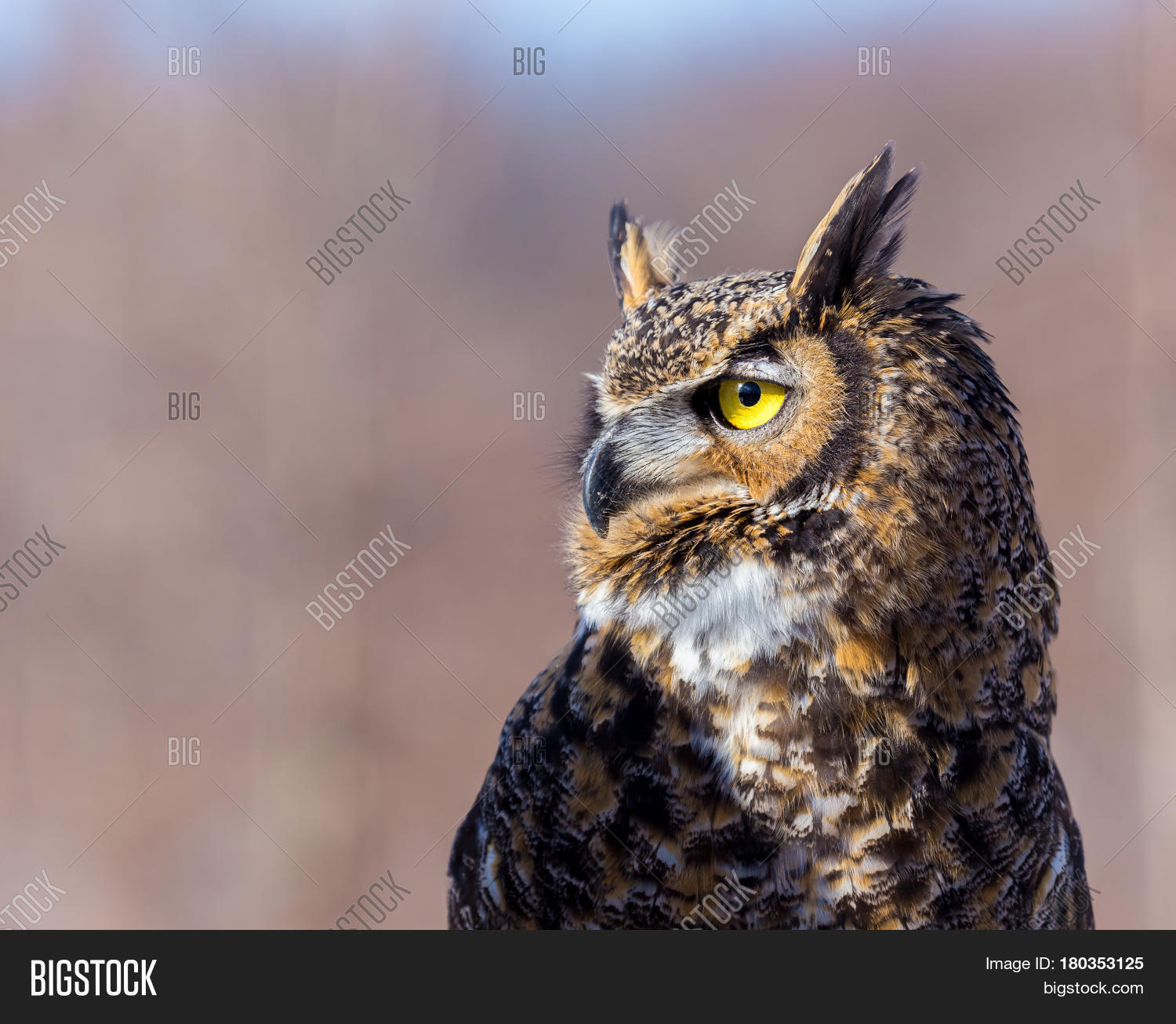 Great Horned , Known Image & Photo (Free Trial) | Bigstock