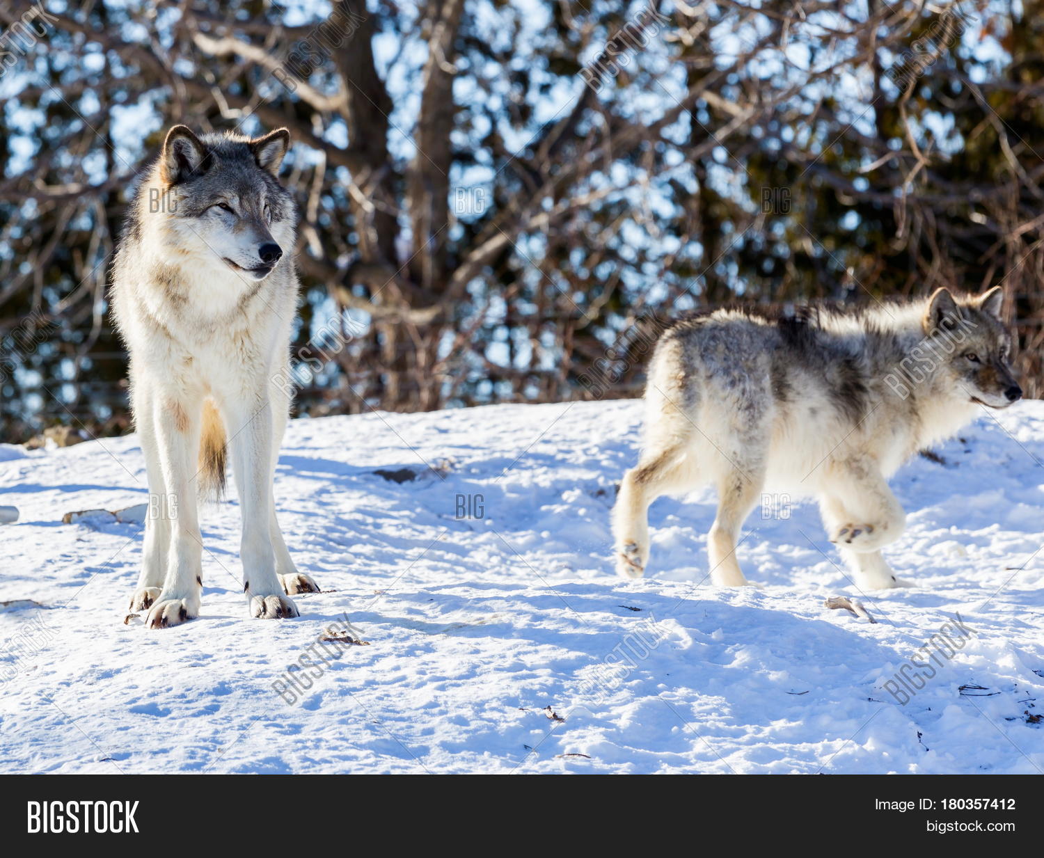 Gray Wolf Grey Wolf Image & Photo (Free Trial) | Bigstock