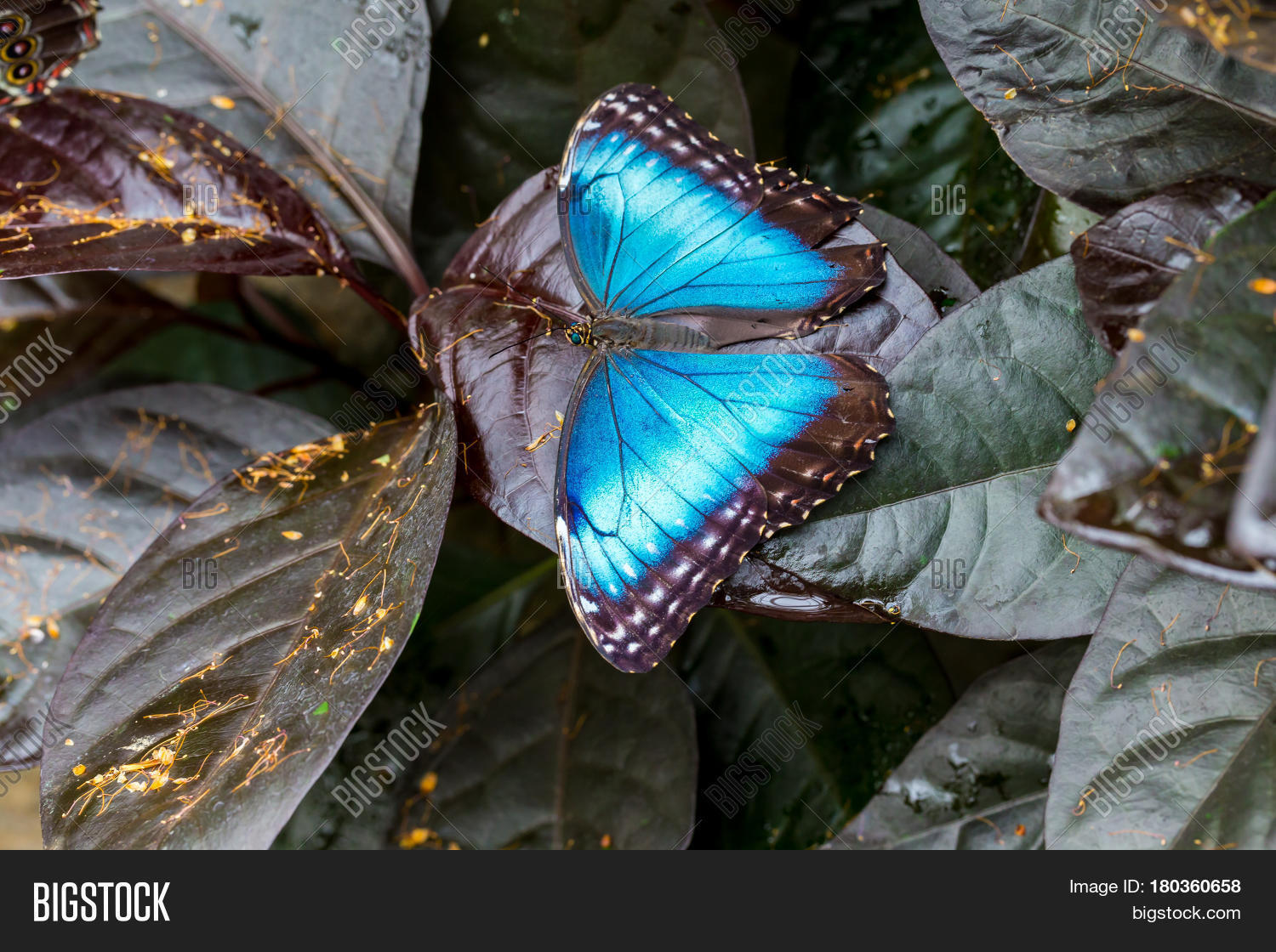 Rainforest Blue Morpho Image & Photo (Free Trial) | Bigstock
