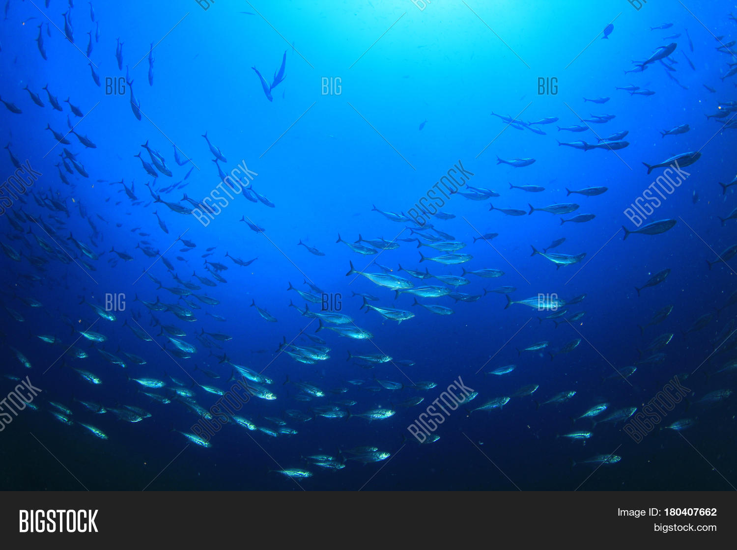 Tuna Fish Ocean Image & Photo (Free Trial) | Bigstock