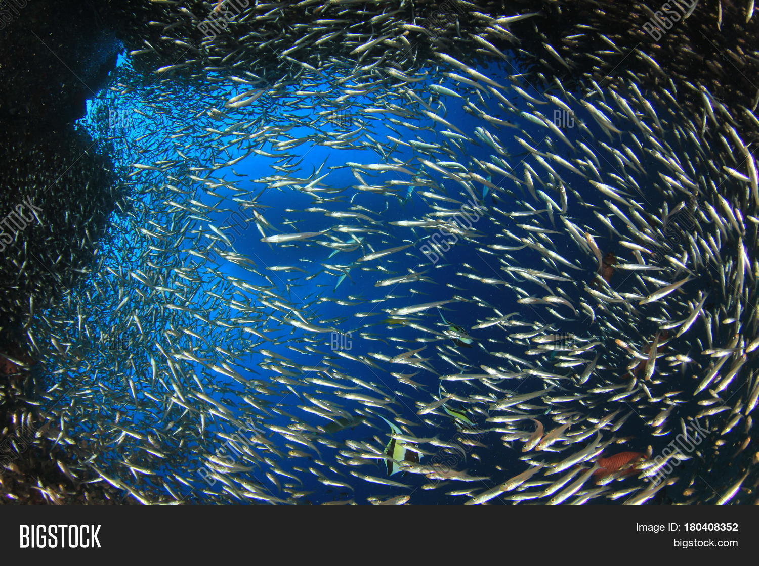Sardines Fish Shoal Image & Photo (Free Trial) | Bigstock