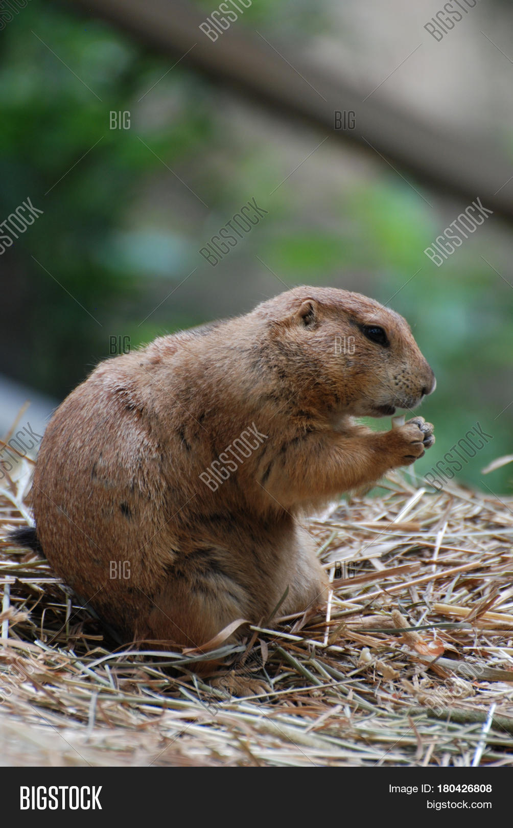 Prairie Dog Paws Image & Photo (Free Trial) | Bigstock