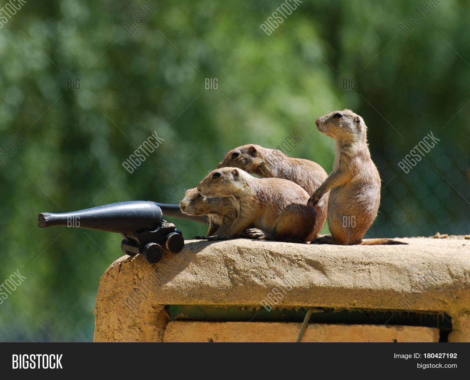 Group Prairie Dogs Image & Photo (Free Trial) | Bigstock