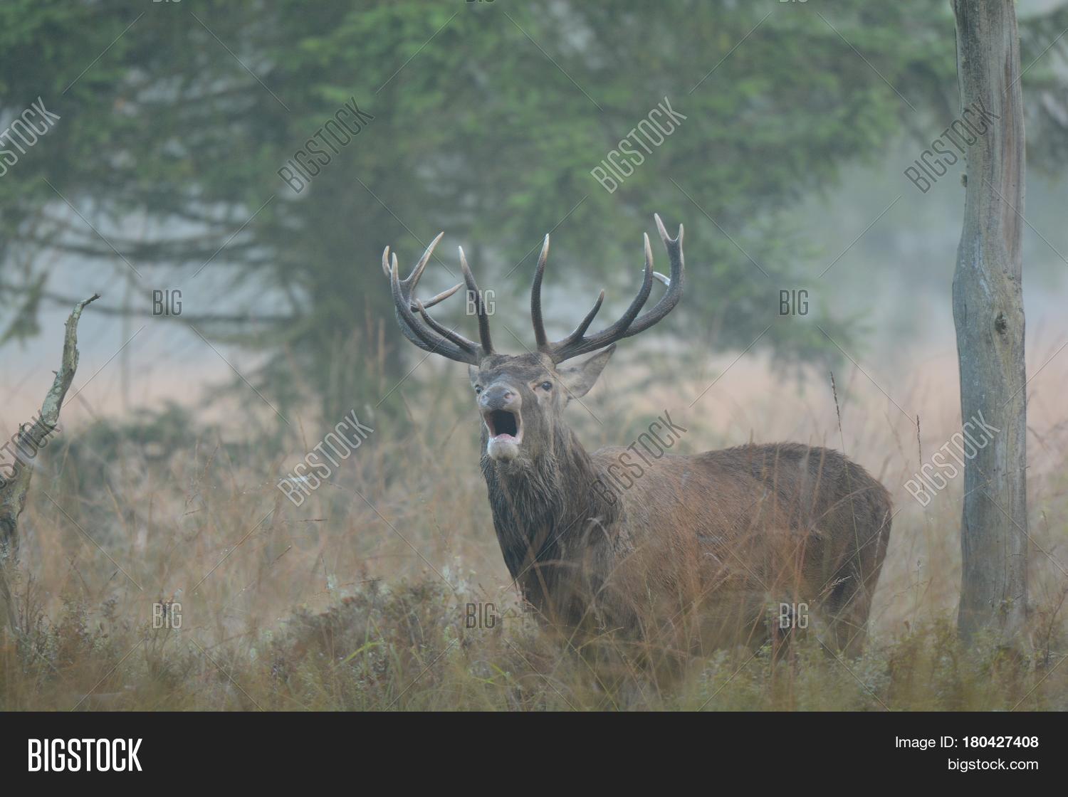 Red Deer Hunting Image & Photo (Free Trial) | Bigstock
