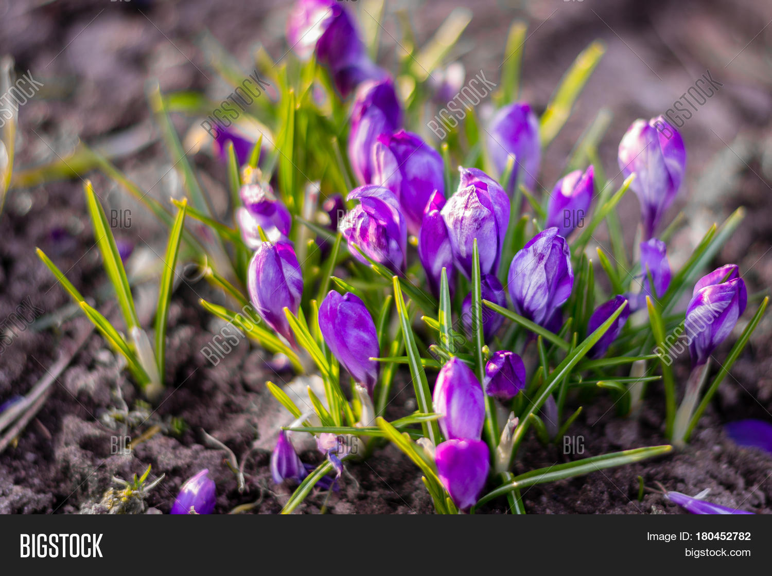 Violet Crocus Flowers Image & Photo (Free Trial) | Bigstock