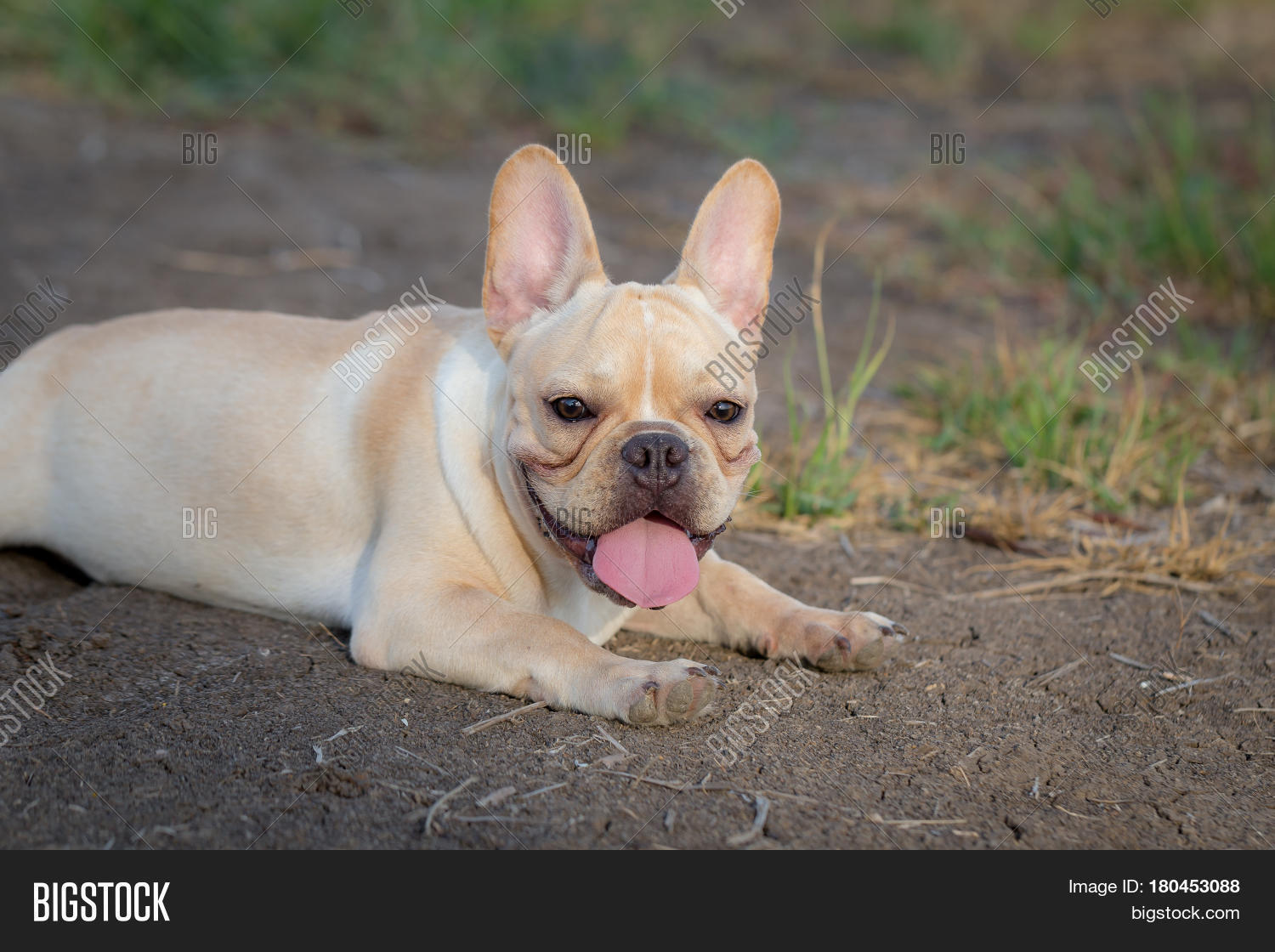 Cute Baby French Image & Photo (Free Trial) | Bigstock