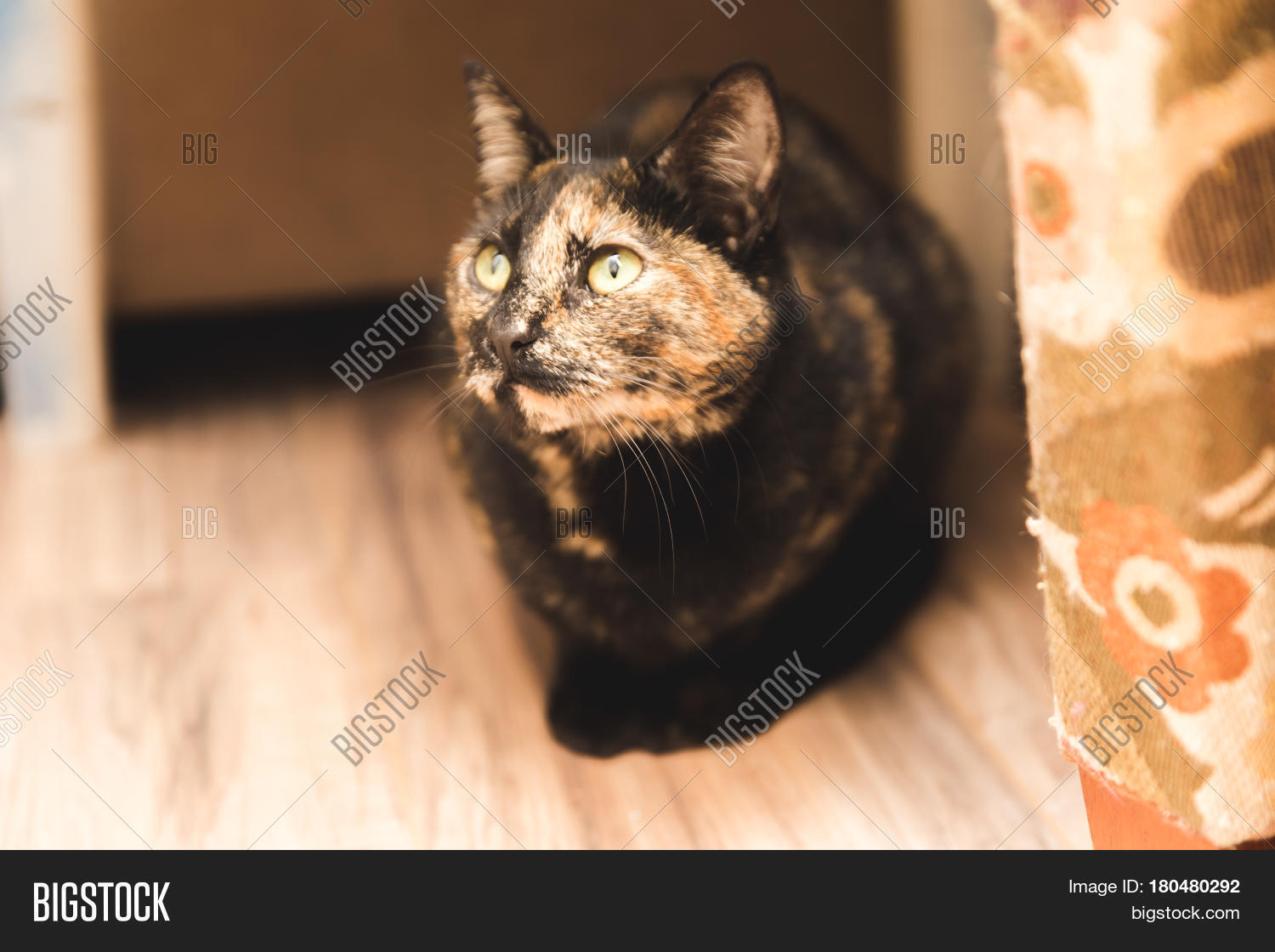 Black Brown Tan Cat Image & Photo (Free Trial) | Bigstock