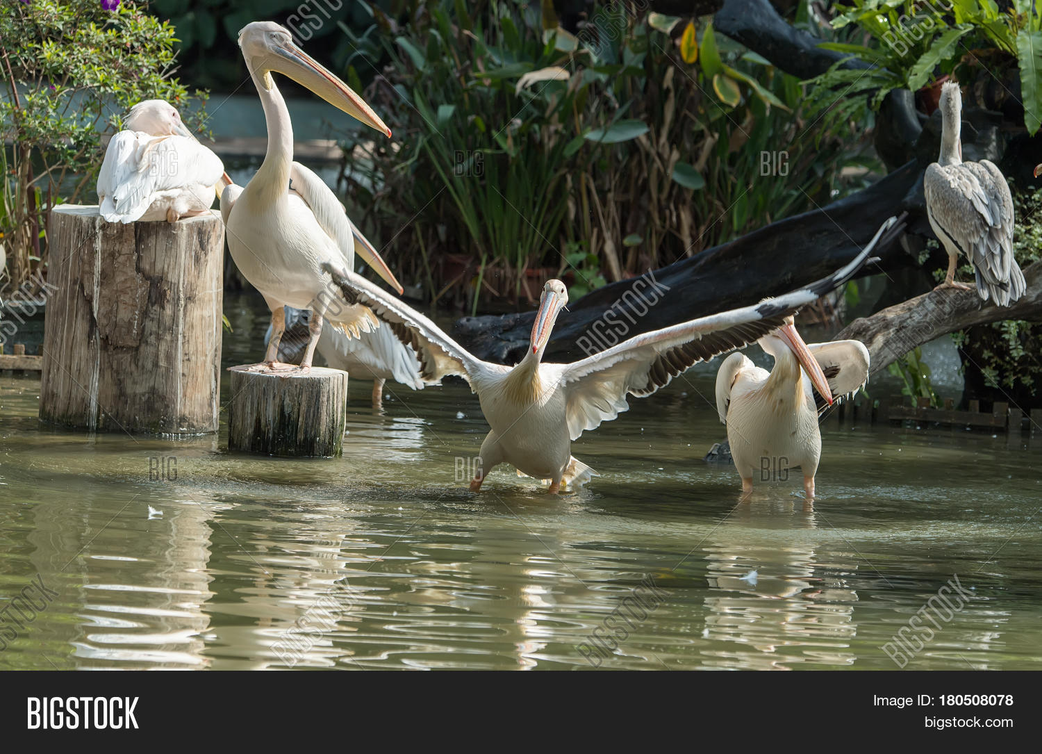 White Pelicans Zoo Image & Photo (Free Trial) | Bigstock