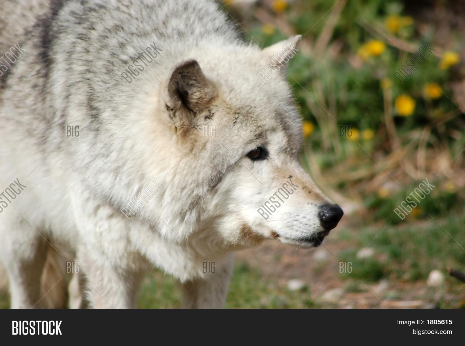 Gray Wolf Image & Photo (Free Trial) | Bigstock