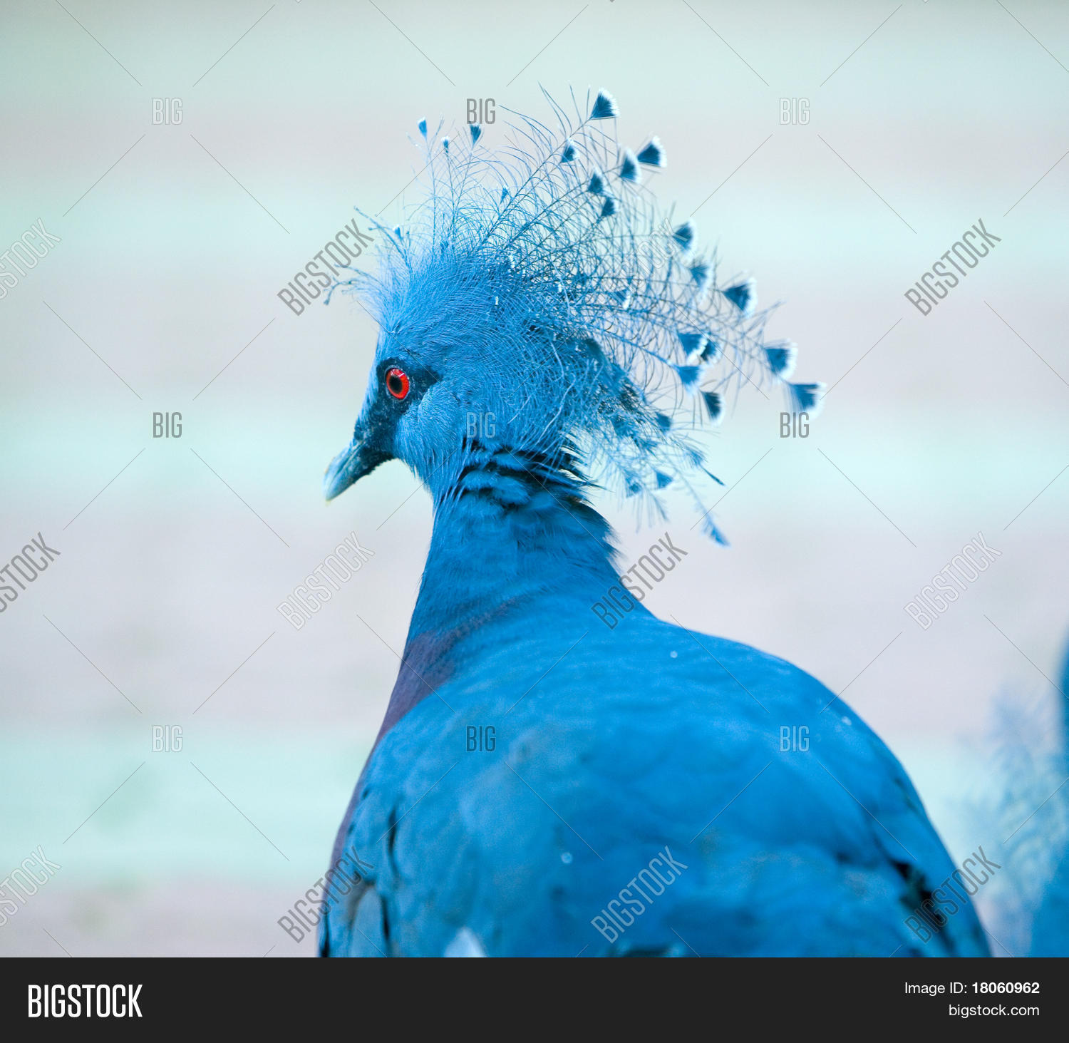 Western Crowned Pigeon Image & Photo (Free Trial) | Bigstock