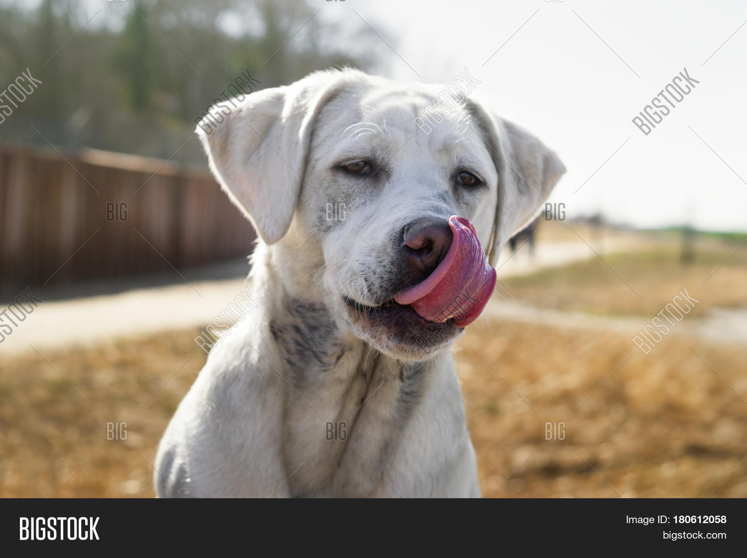 Face Cute Labrador Image & Photo (Free Trial) | Bigstock