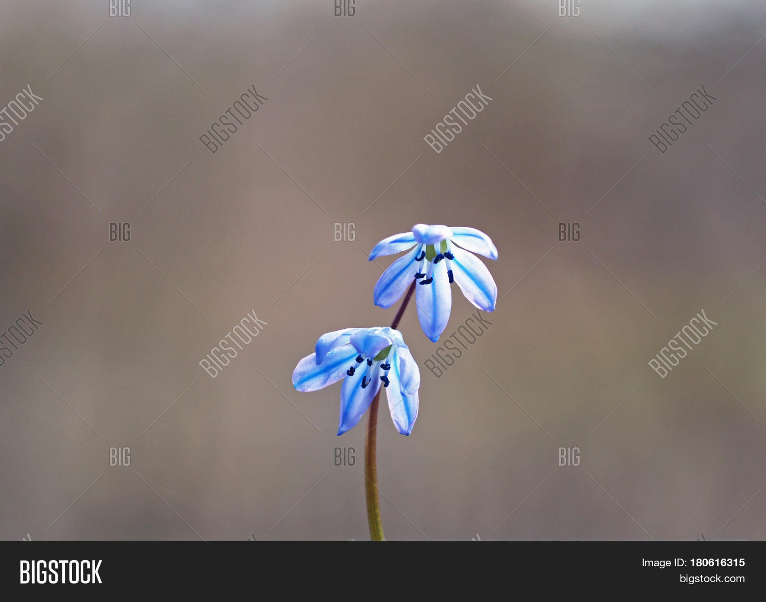 Blue Spring Flowers On Image & Photo (Free Trial) | Bigstock