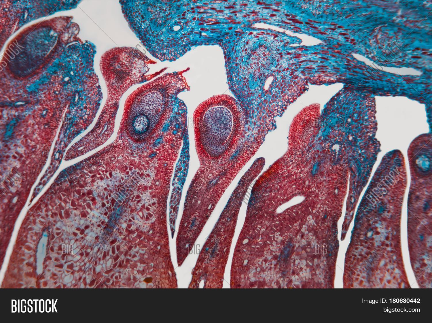 Cell Abstract Flower Image & Photo (Free Trial) | Bigstock