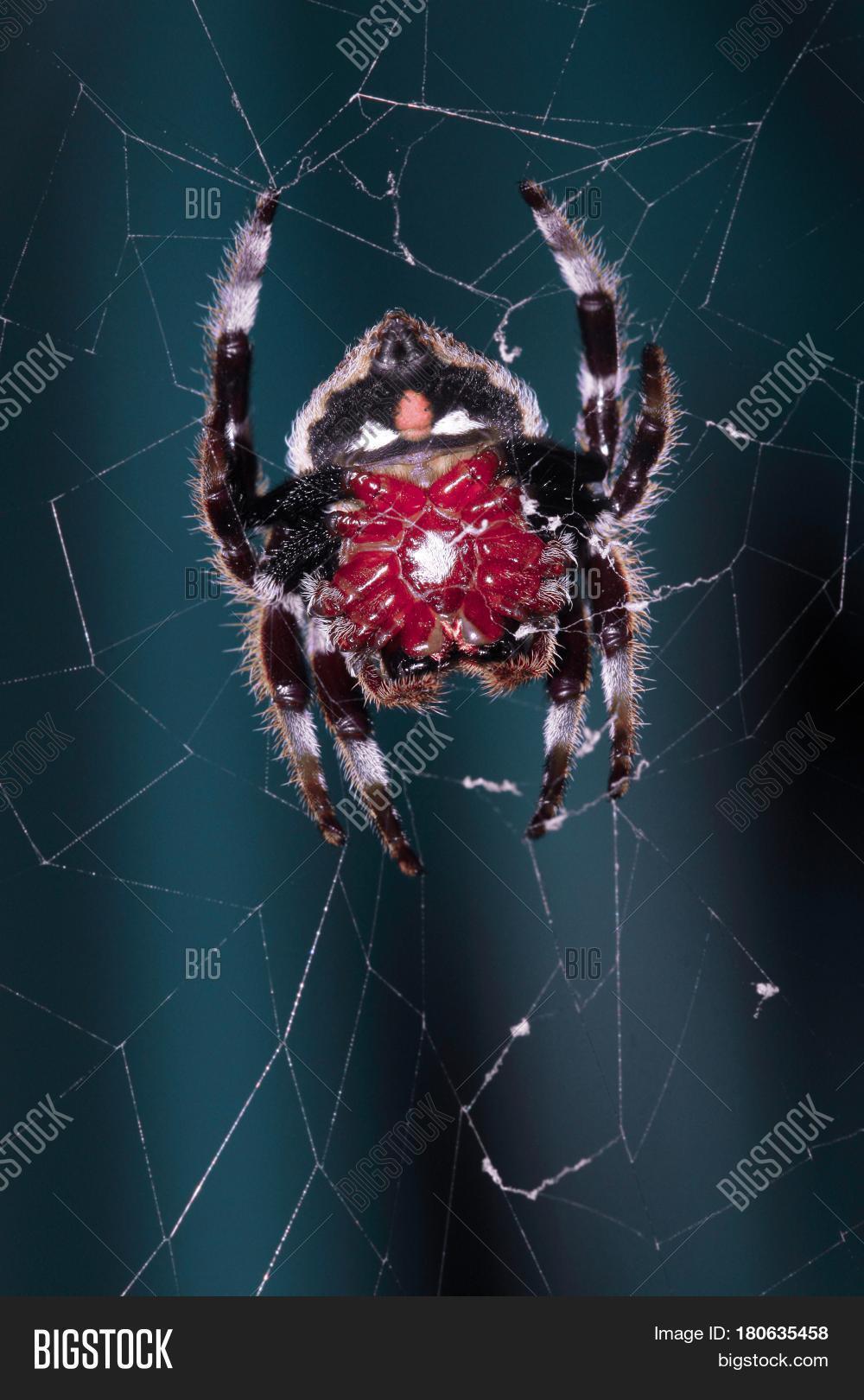 Caerostris Genus Image & Photo (Free Trial) | Bigstock