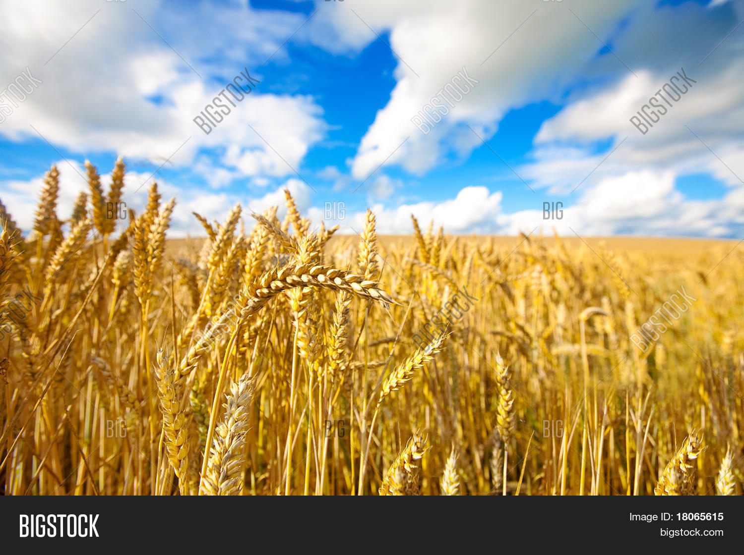Imagen y foto Trigal Dorado Con (prueba gratis) | Bigstock