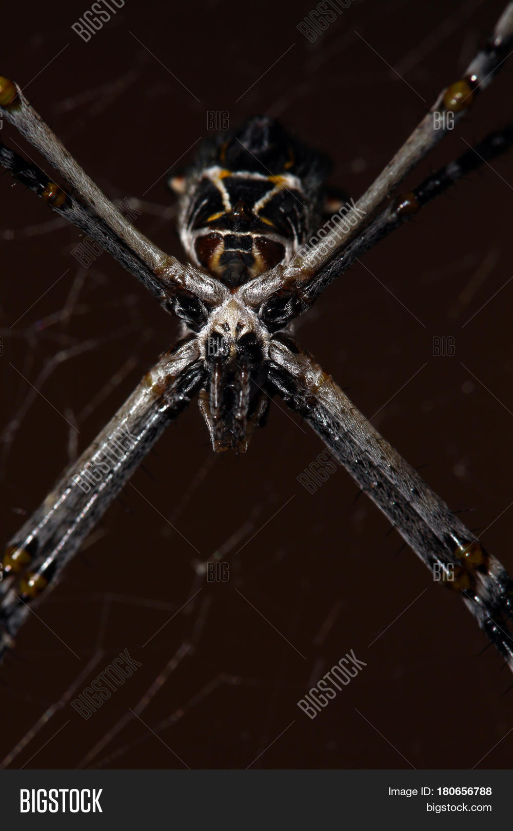 Genus Argiope Includes Image & Photo (Free Trial) | Bigstock