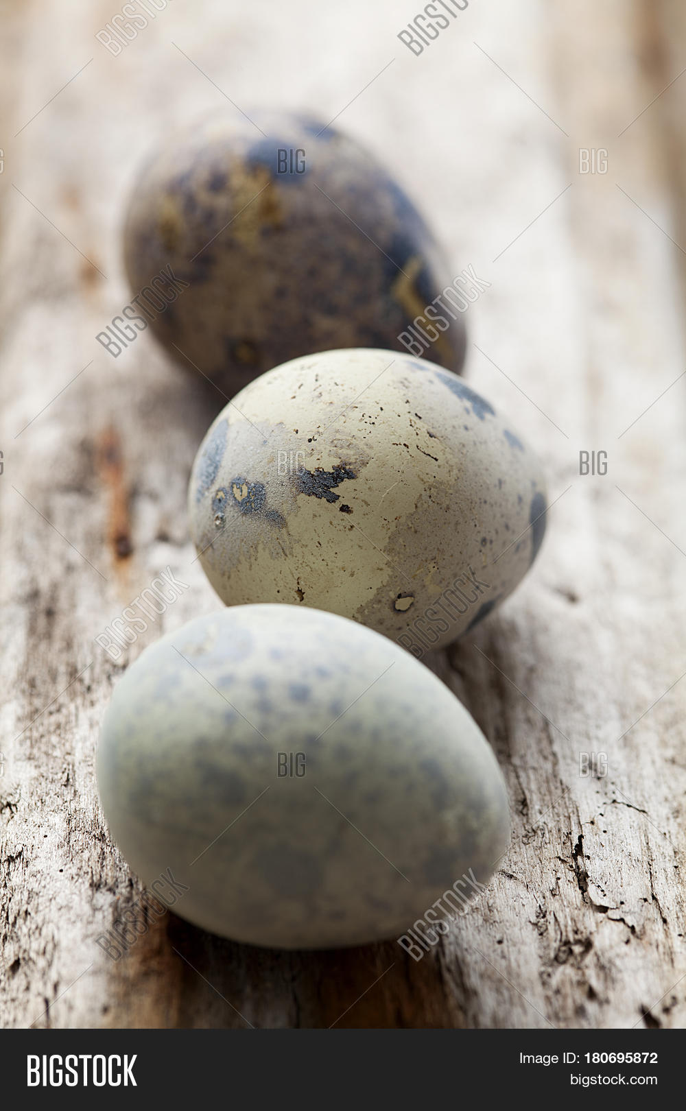 Quial Eggs Image & Photo (Free Trial) | Bigstock