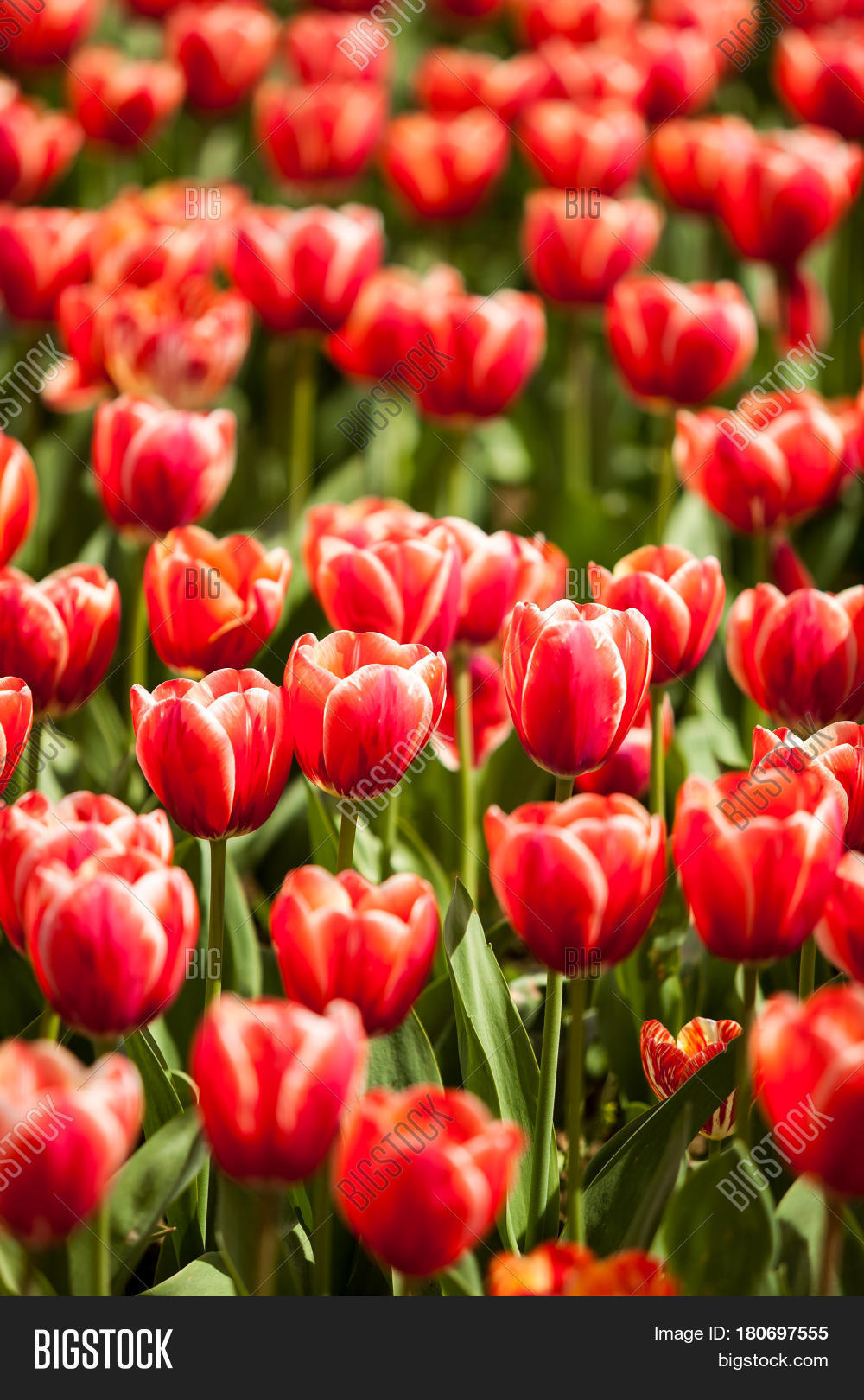 Red Tulips Field Worm Image & Photo (Free Trial) | Bigstock